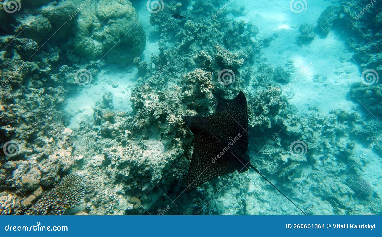 Rays Batoidea. Spotted Eagle Ray. Ordinary Spotted Orchak Stock Photo ...
