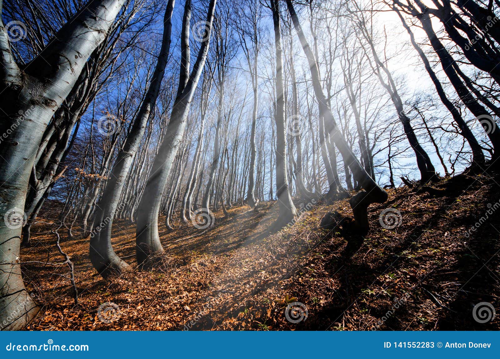 Rays in the beech wood stock image. Image of back, foliage - 141552283