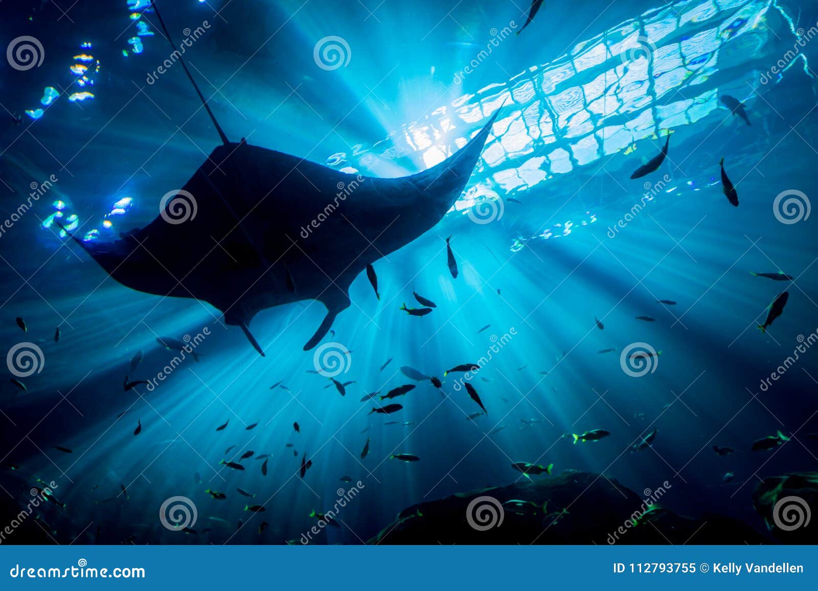 Rays Behind Ray stock image. Image of deep, wildlife - 112793755