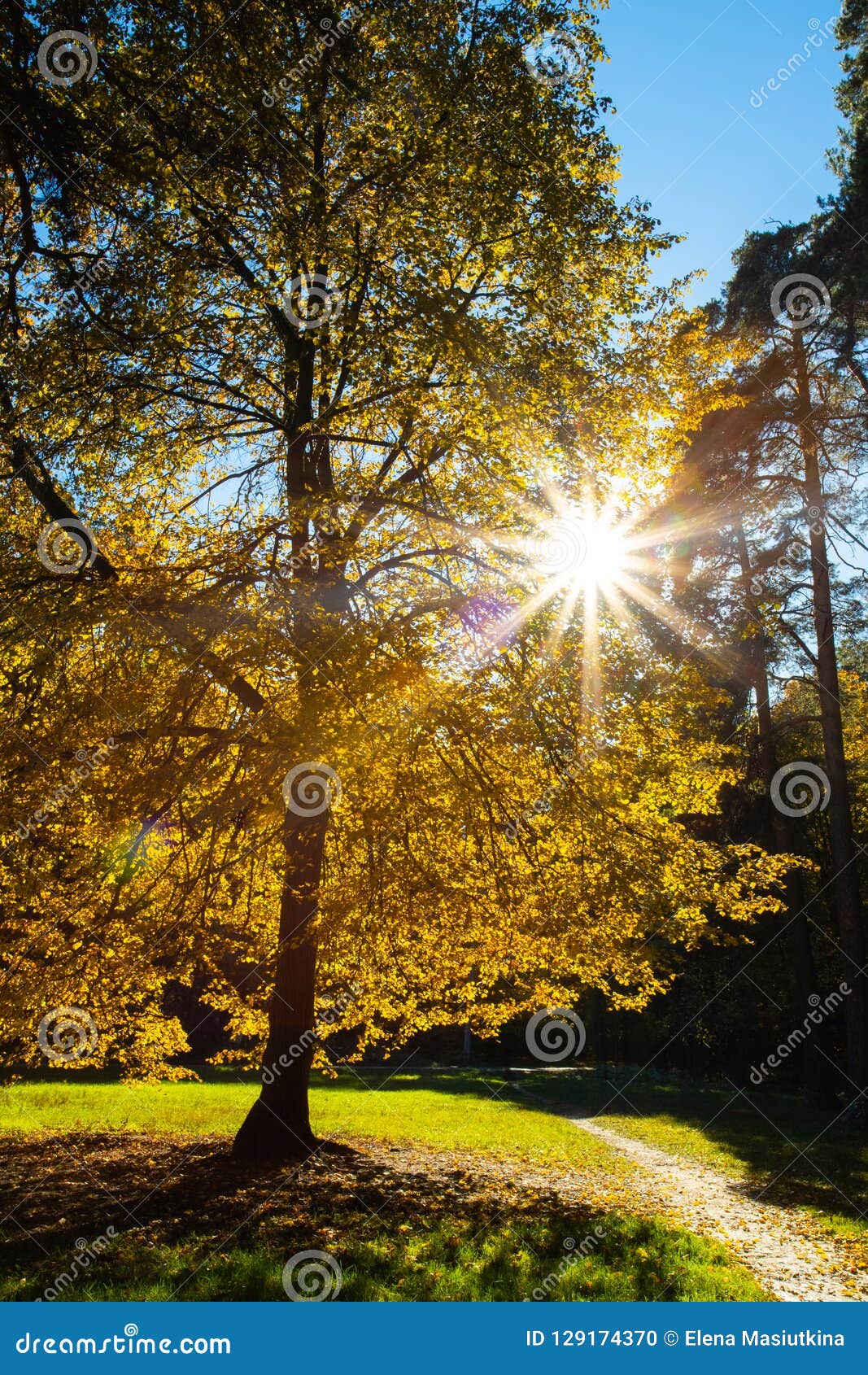 Rays of Bright Sun is Shining through Tall Tree in Park. Stock Photo ...