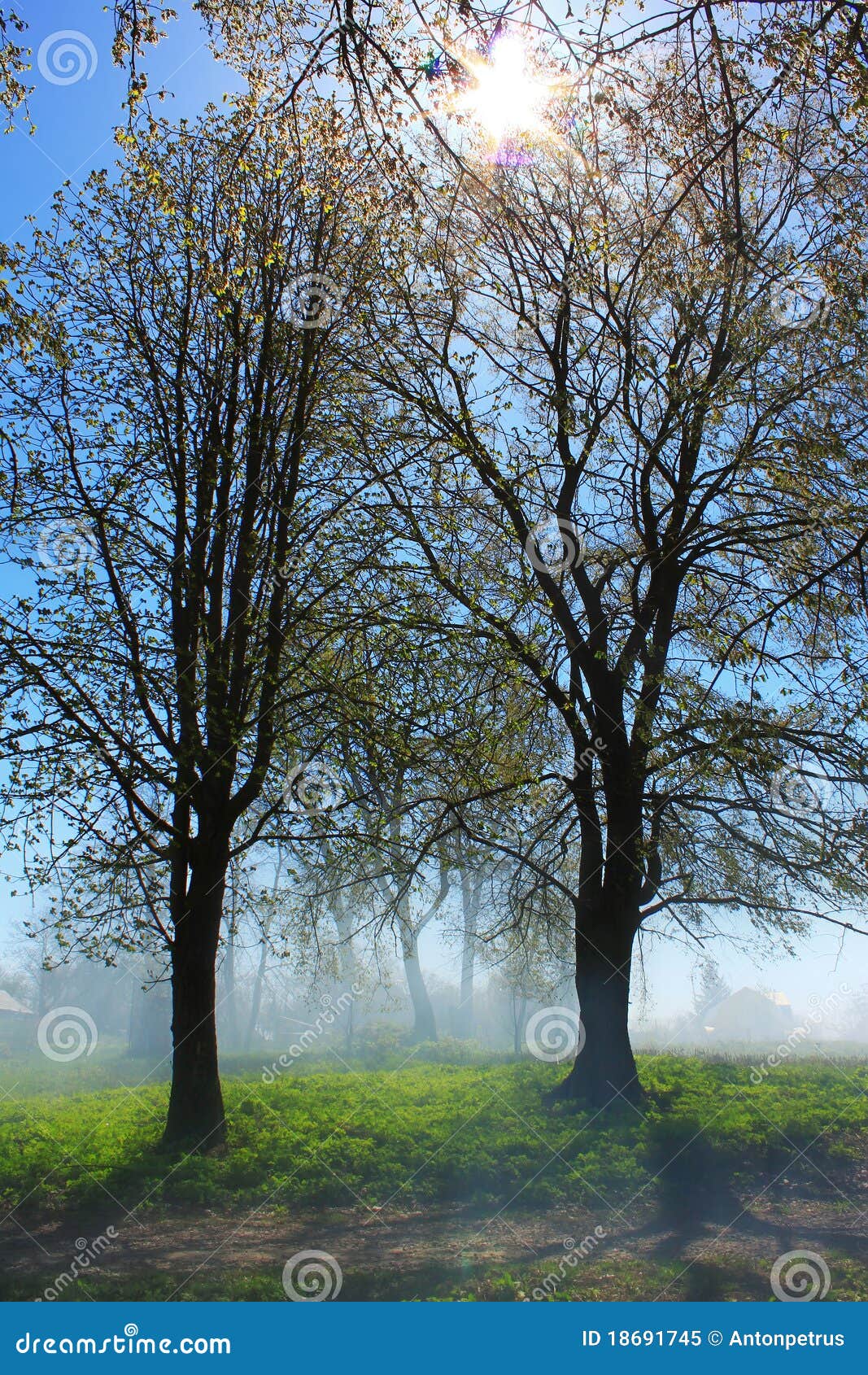 The Rays of Dawn Sunlight Pass through the Mist Stock Image - Image of ...