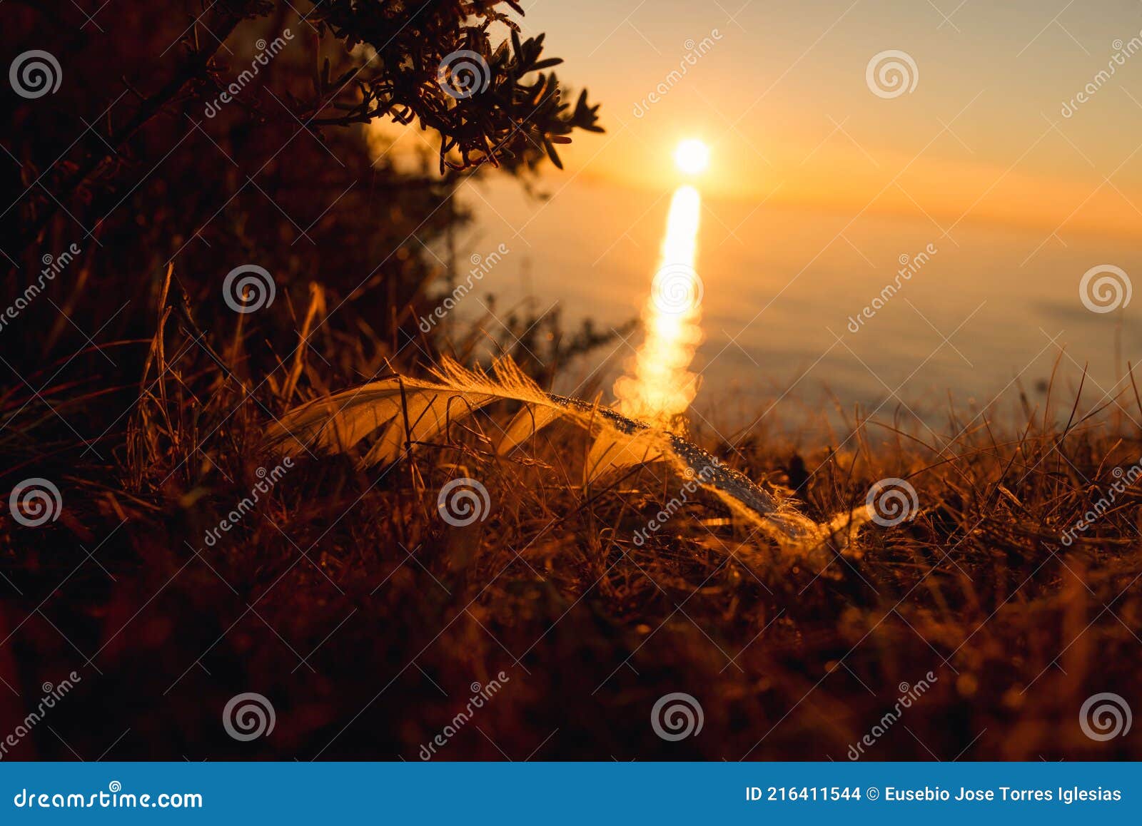 Rays of a Dawn Sunshine on the Coast Reflect a Bird`s Feather Stock ...