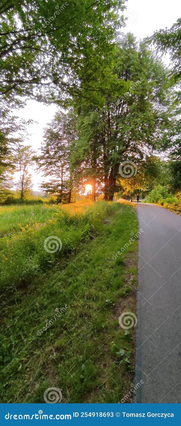 The Rays of the Evening Sun from Behind the Trees. Stock Image - Image ...