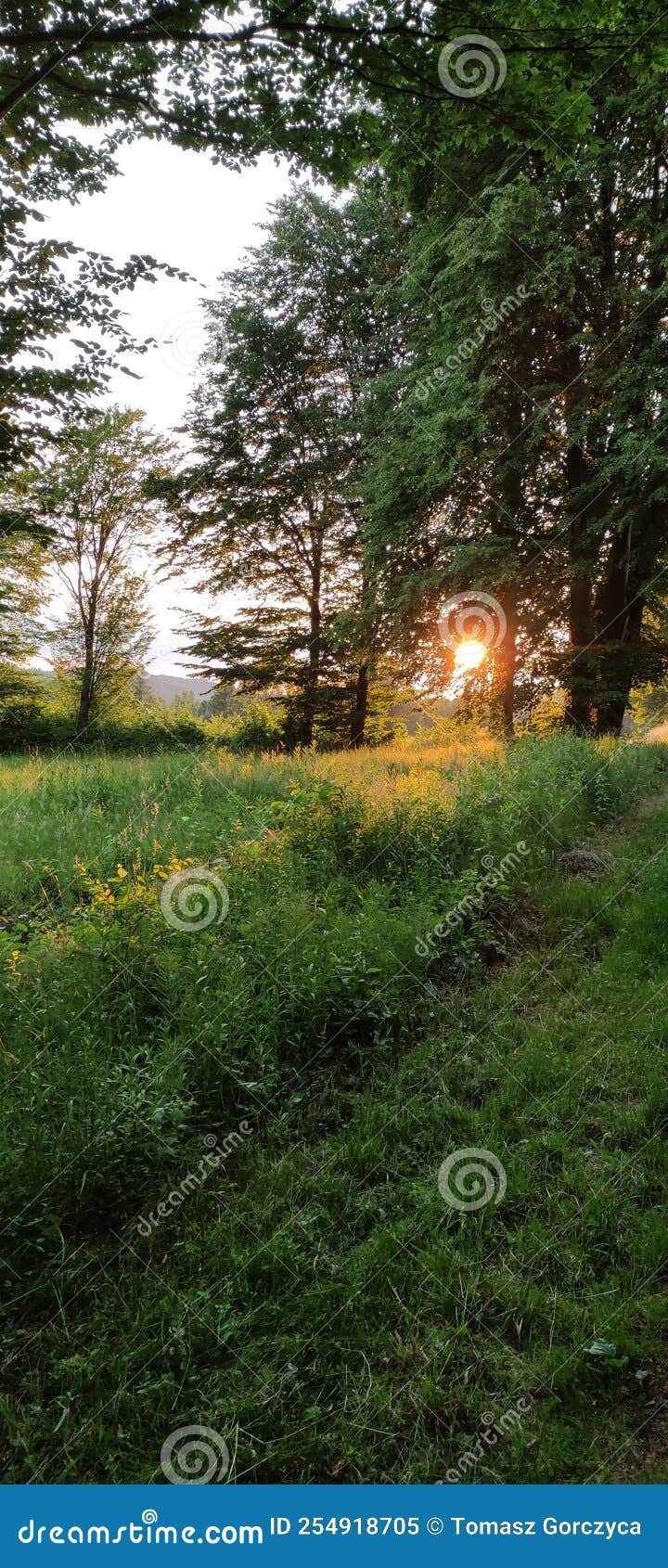 The Rays of the Evening Sun from Behind the Trees. Stock Image - Image ...
