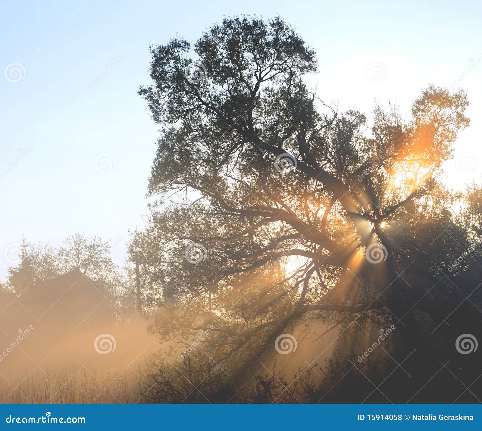 Rays of light stock photo. Image of nature, beams, shone - 15914058