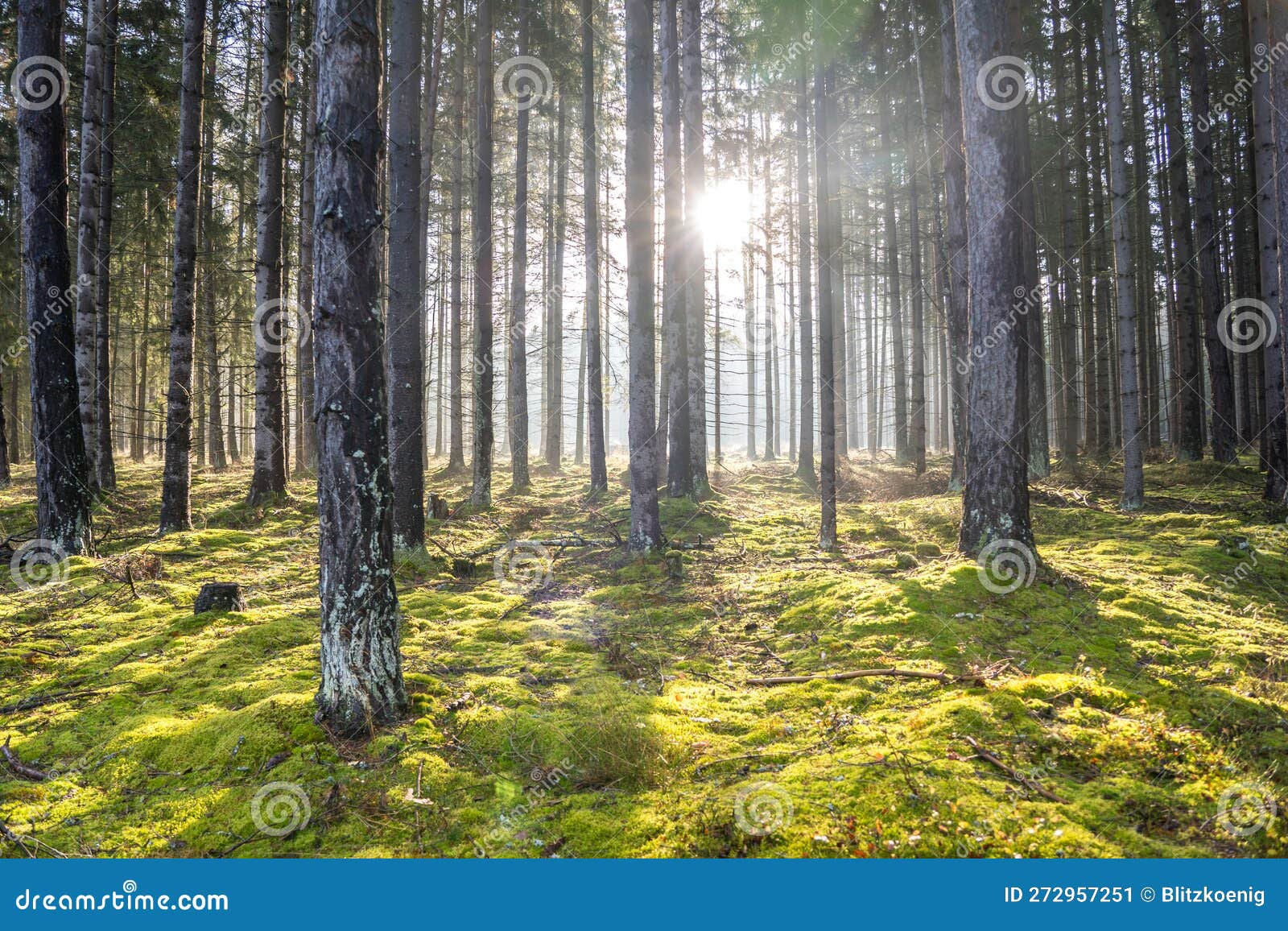 Sun rays in the forest stock image. Image of green, park - 272957251