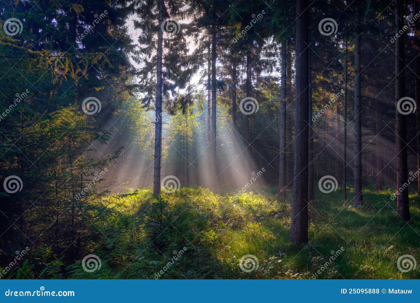 Rays of Light in a Dark Forest Stock Photo - Image of dawn, landscape ...