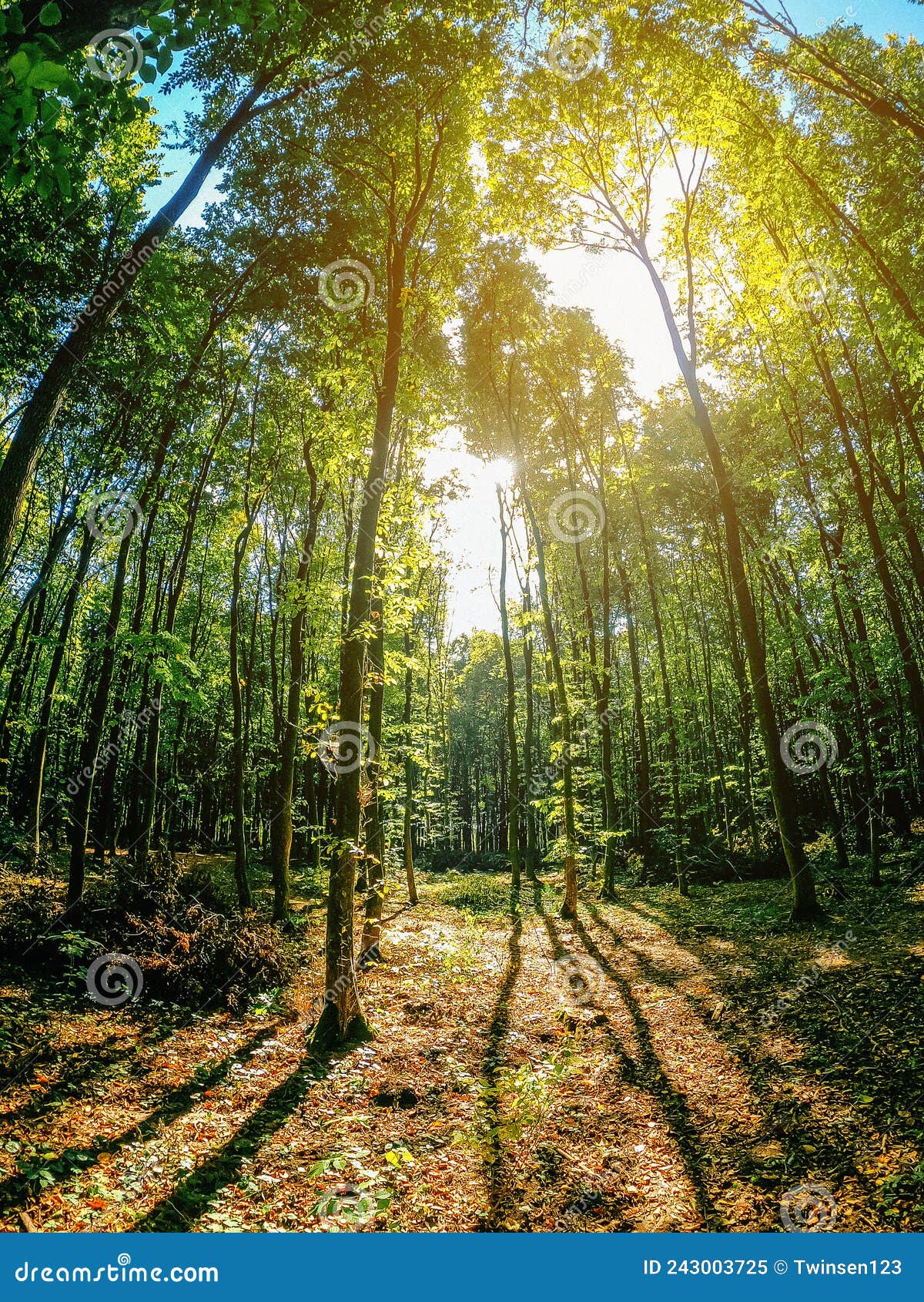 Rays of Light Falling through the Green Leaves Emphasize the Landscape ...