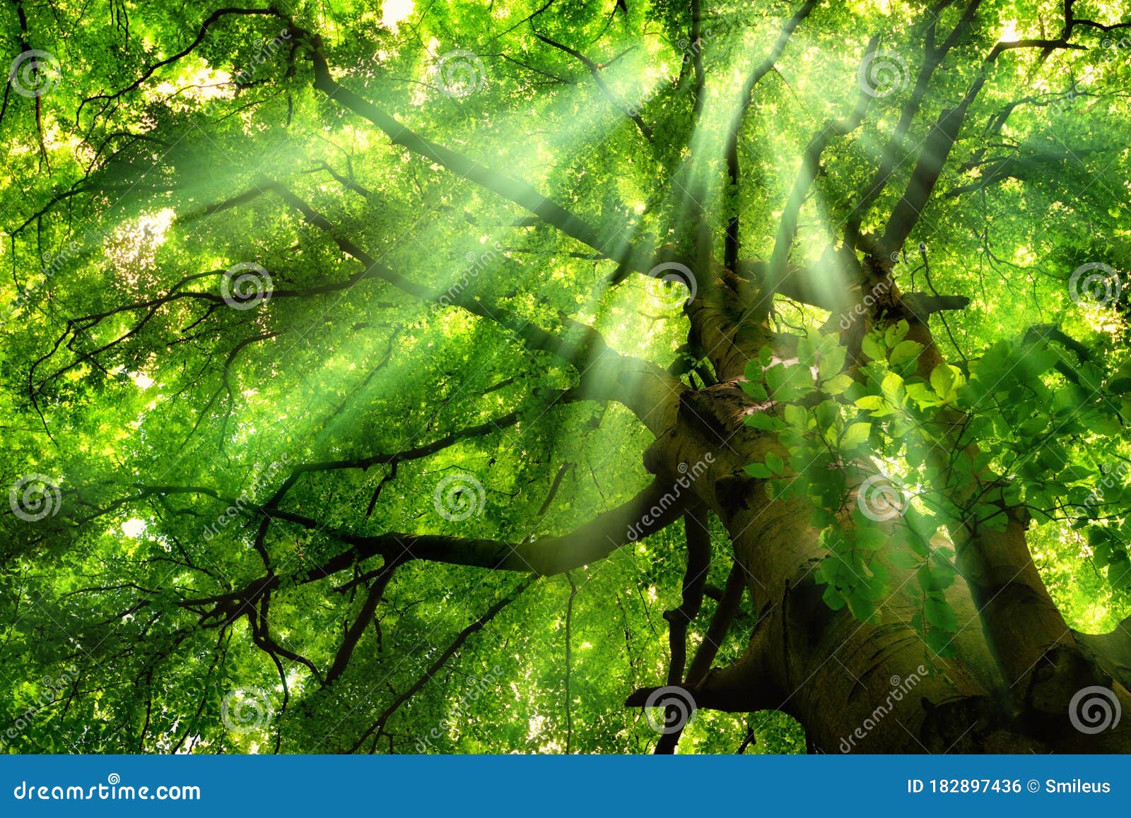 Rays of Light Falling through Green Tree Canopy Stock Photo - Image of ...