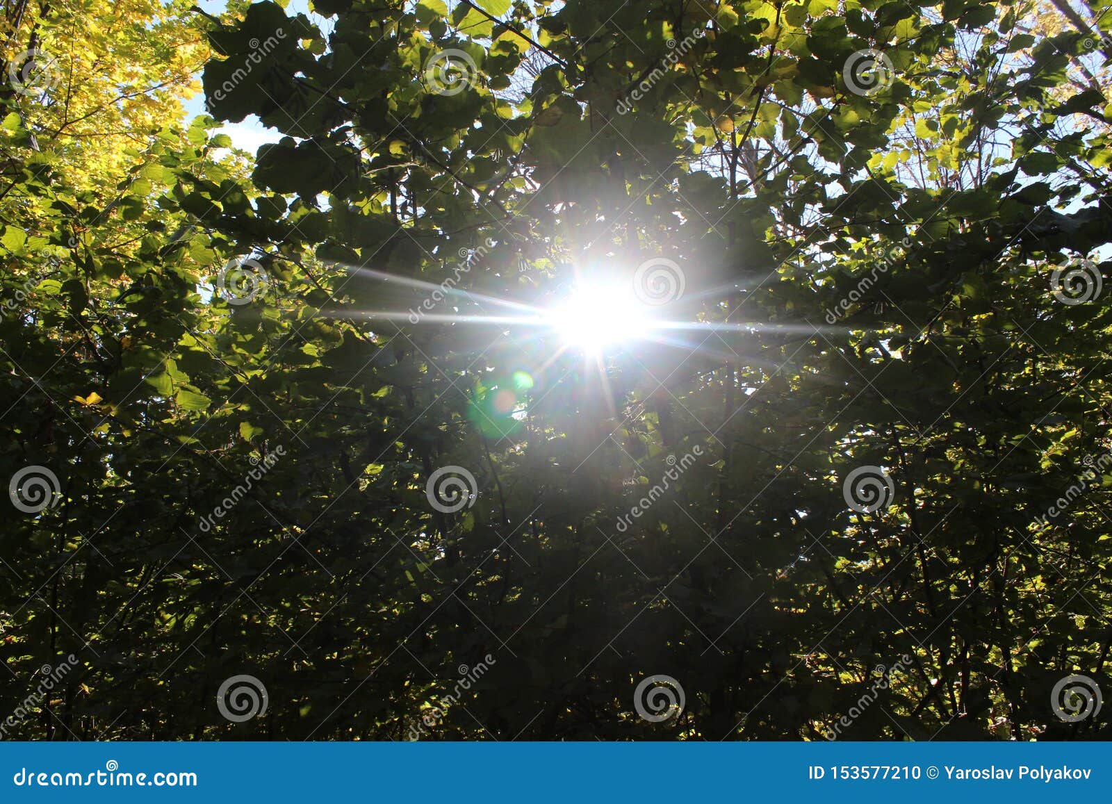 Rays of Light through the Foliage of the Tree Stock Photo - Image of ...