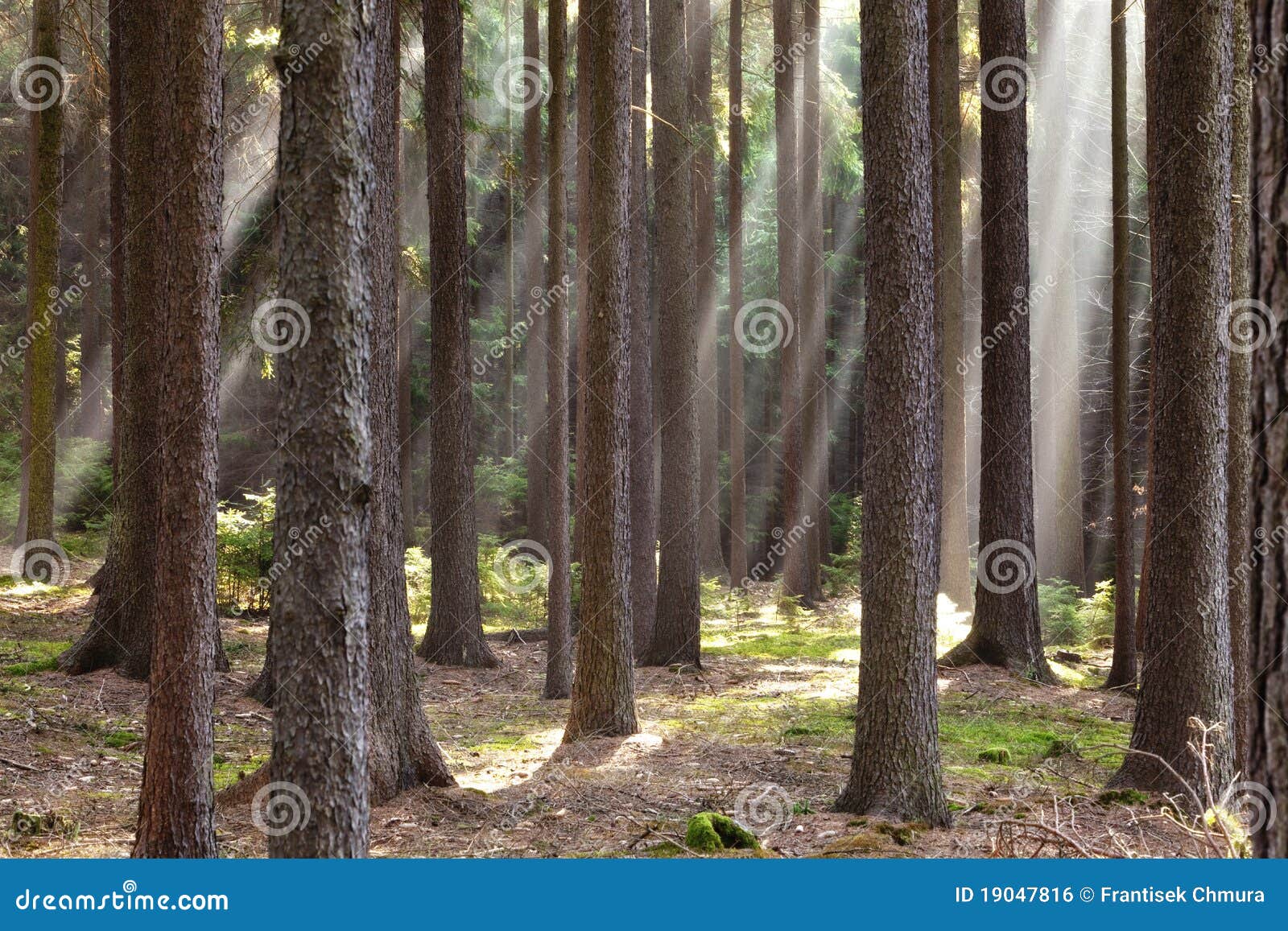 Rays of light in forest stock photo. Image of nature - 19047816