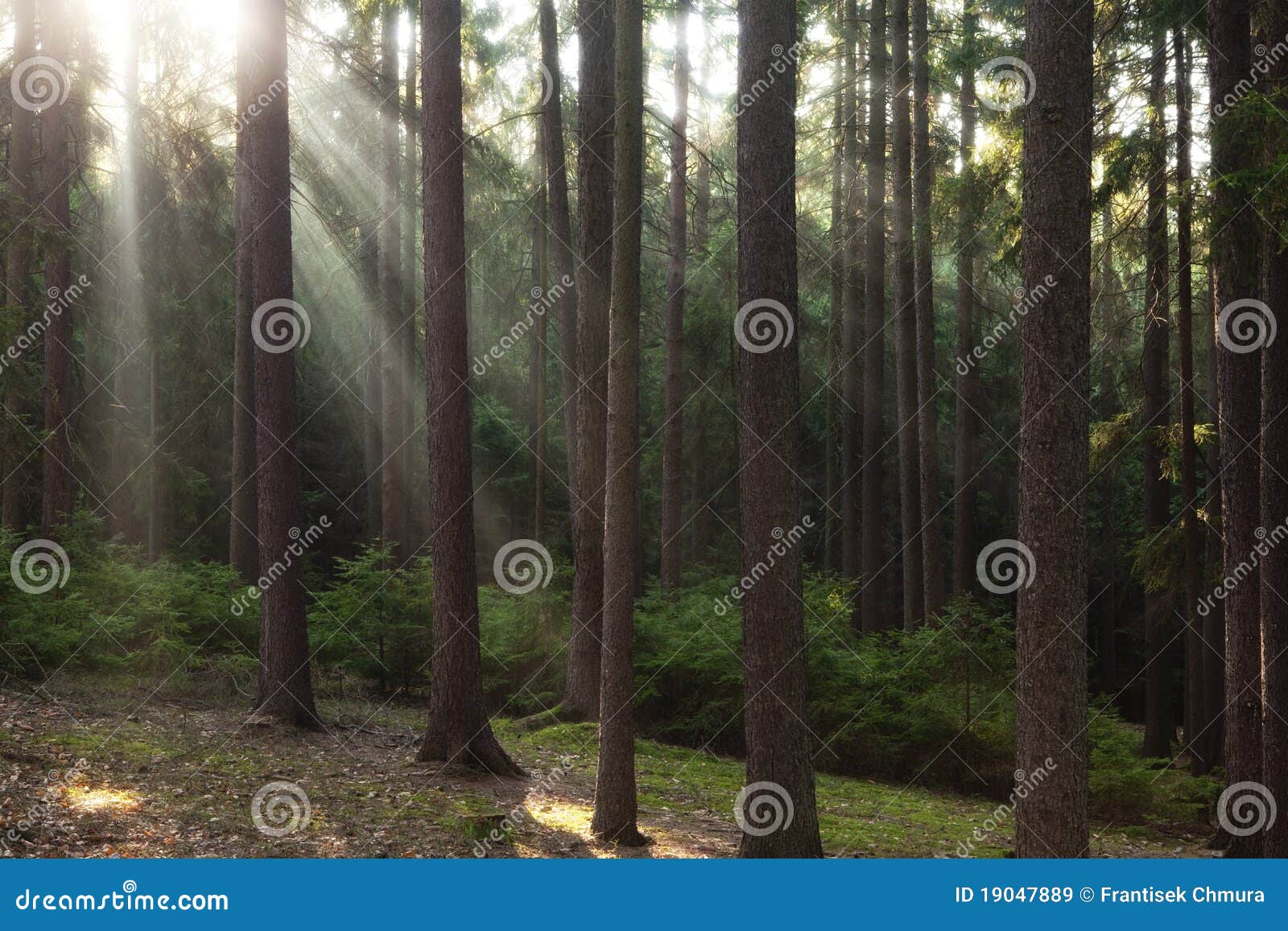 Rays of light in forest stock image. Image of nature - 19047889
