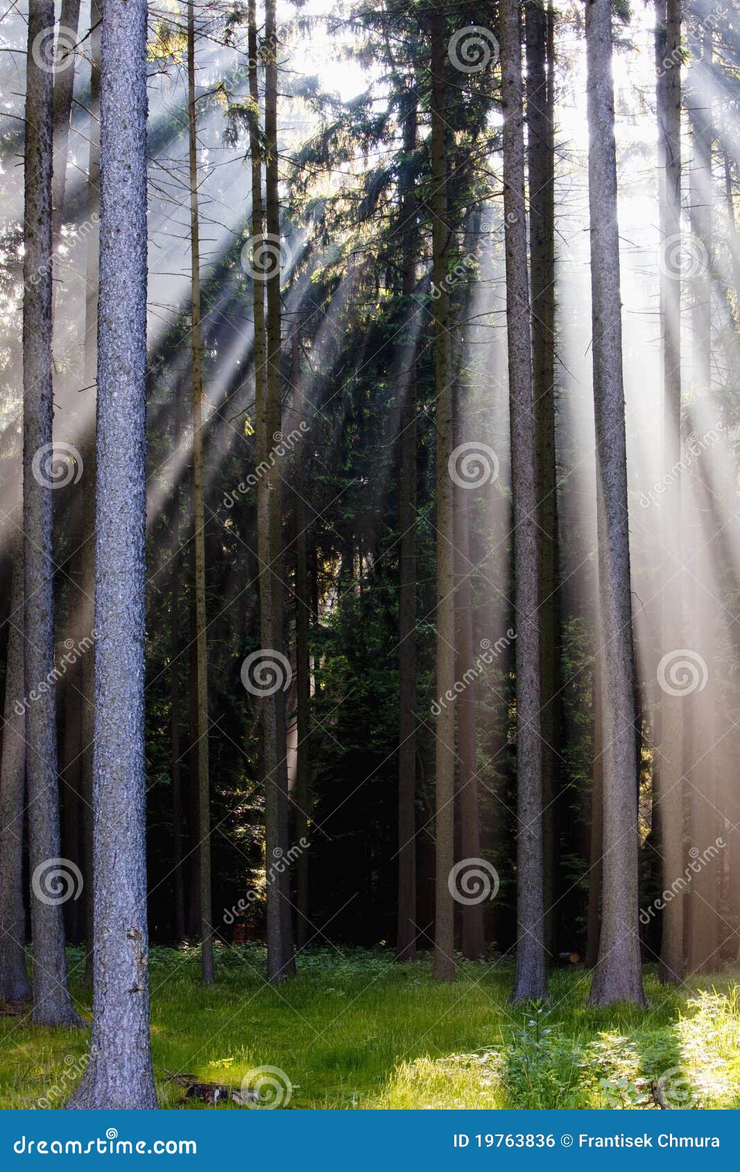 Rays of light in forest stock photo. Image of forest - 19763836