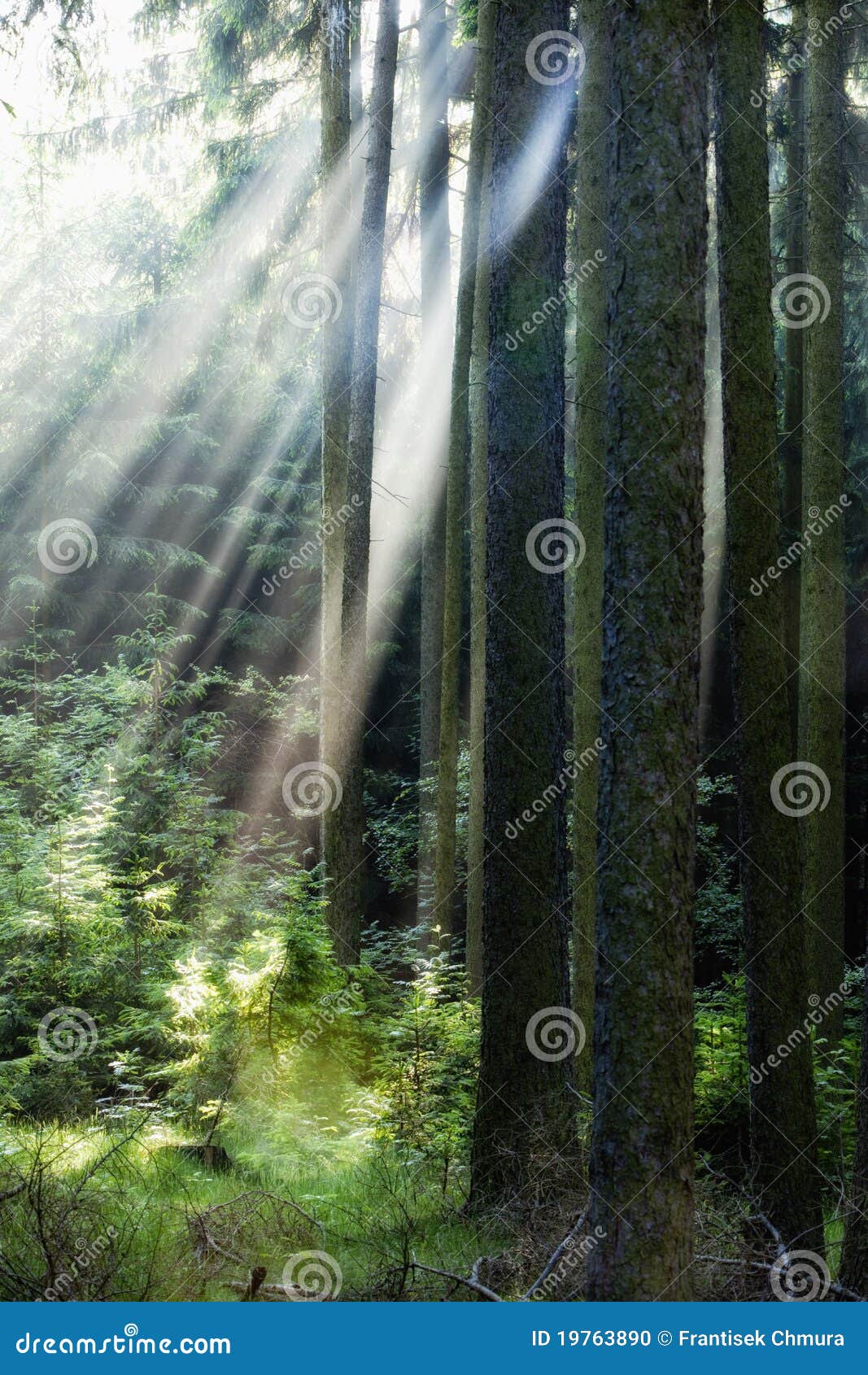 Rays of light in forest stock photo. Image of outdoor - 19763890