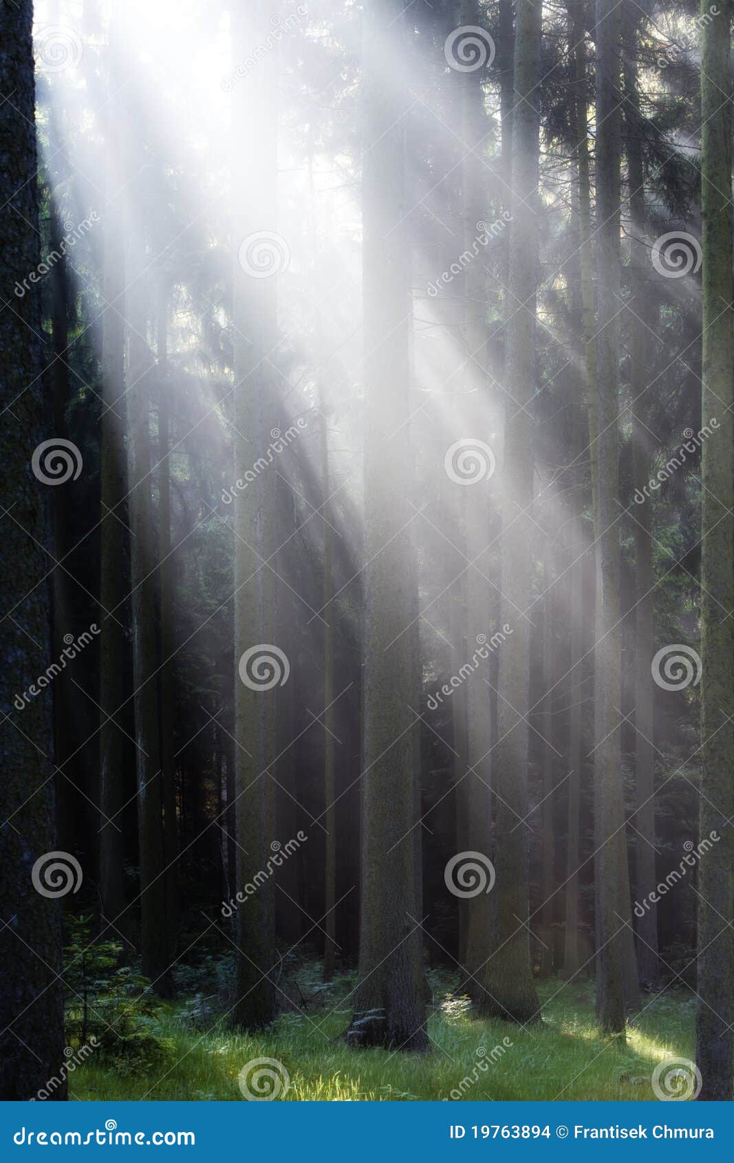 Rays of light in forest stock photo. Image of outdoor - 19763894