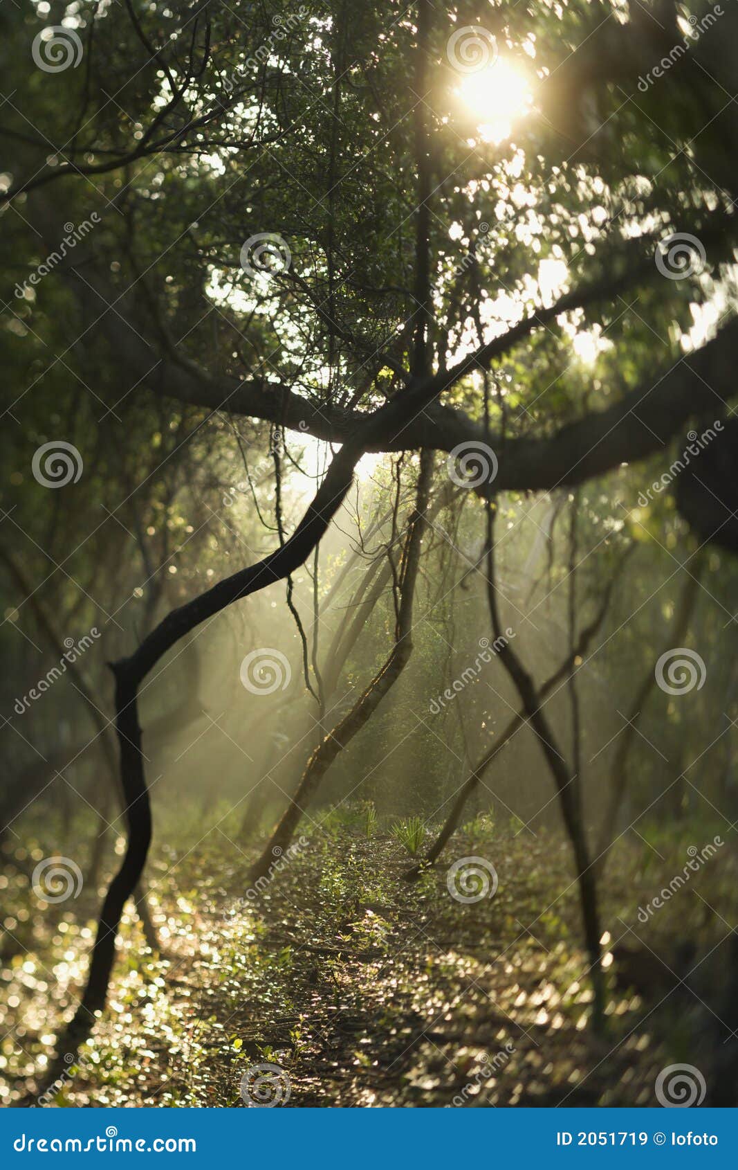 Rays of light in a forest. stock image. Image of sunbeam - 2051719