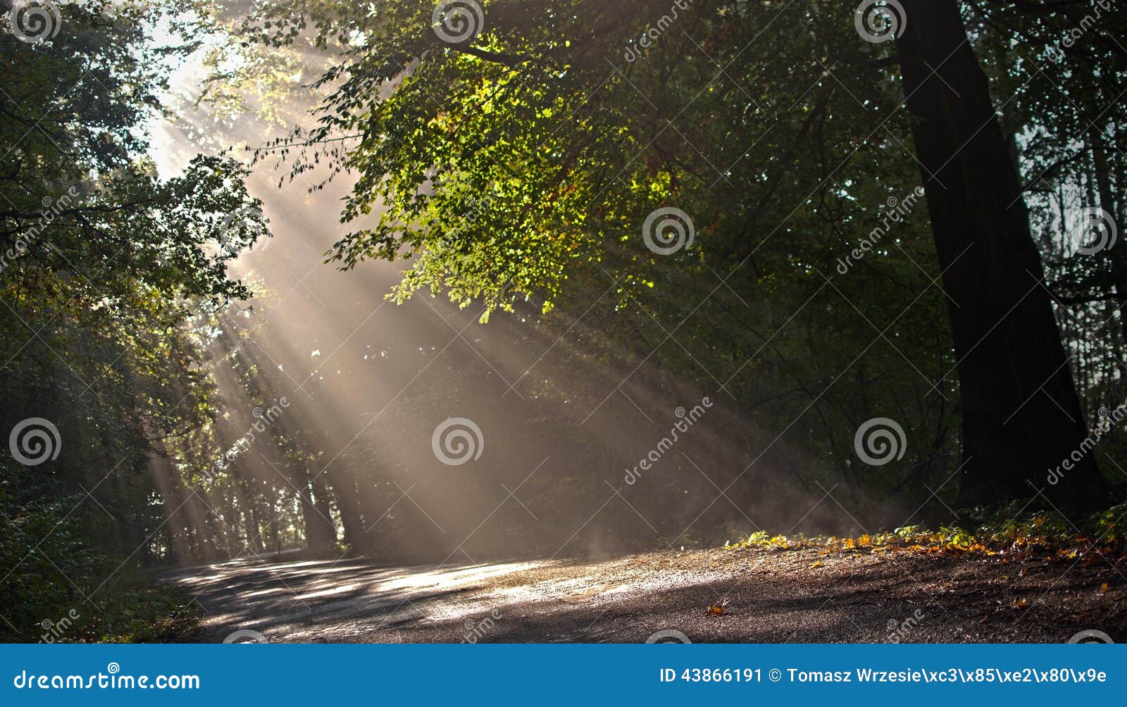 Rays of light stock image. Image of forest, seedling - 43866191