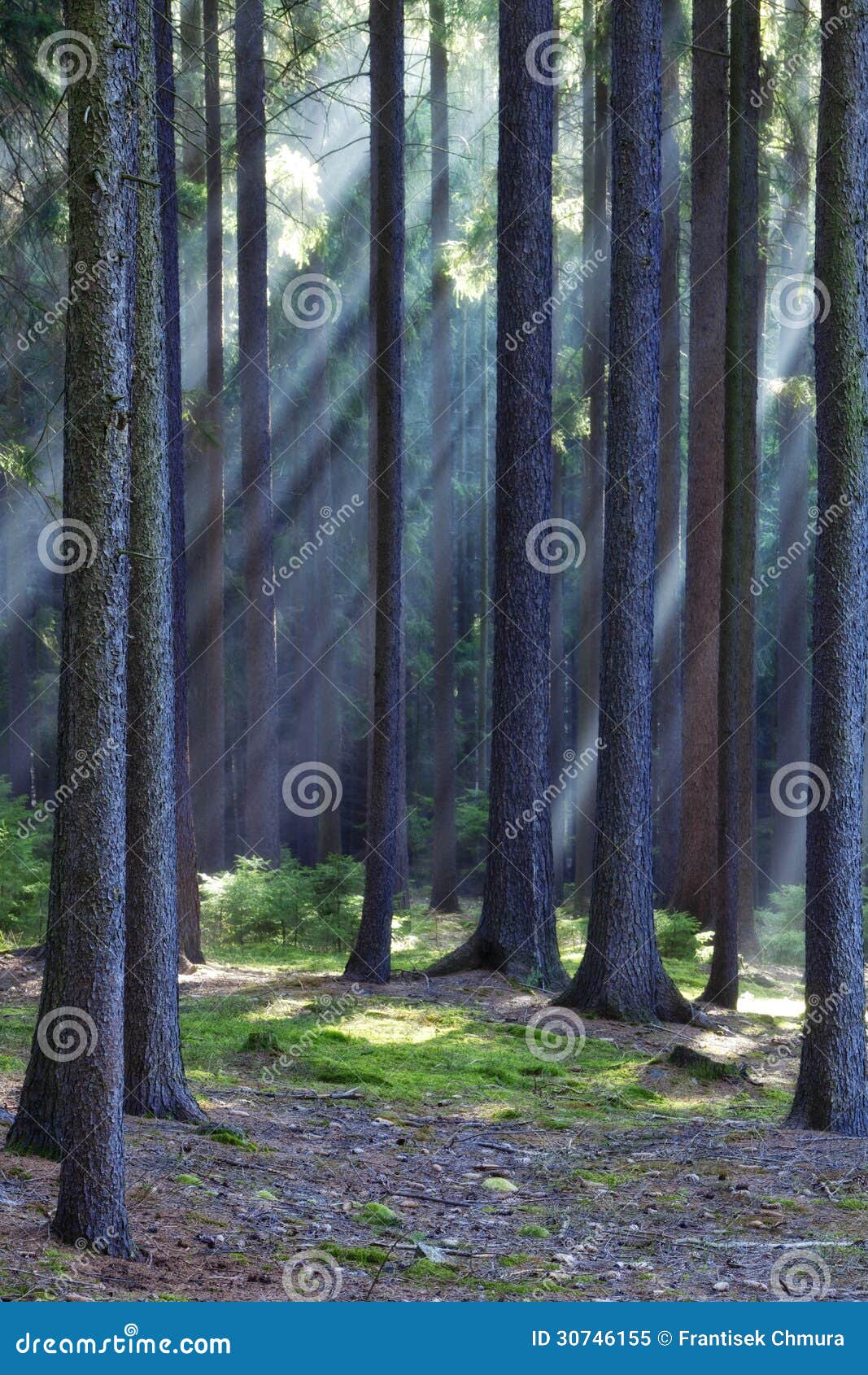 Rays of light in forest stock image. Image of mist, branches - 30746155