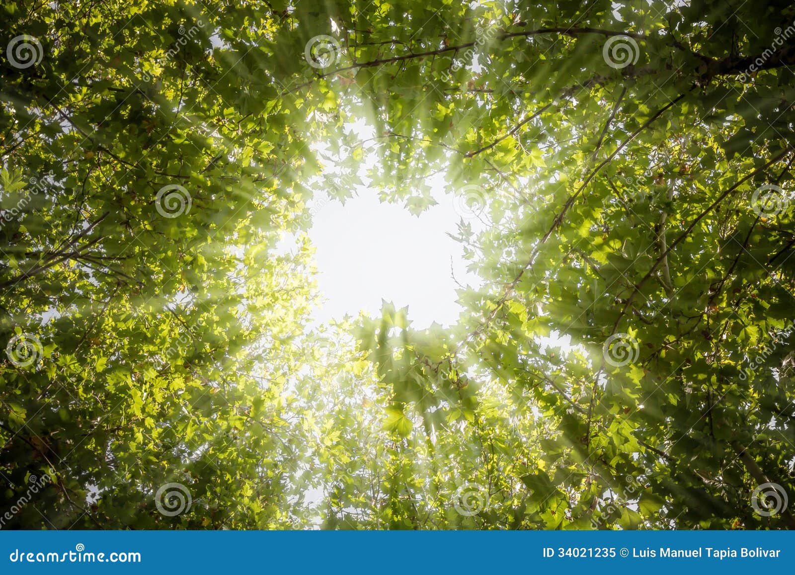 Rays of Light through the Leaves of the Trees Stock Image - Image of ...