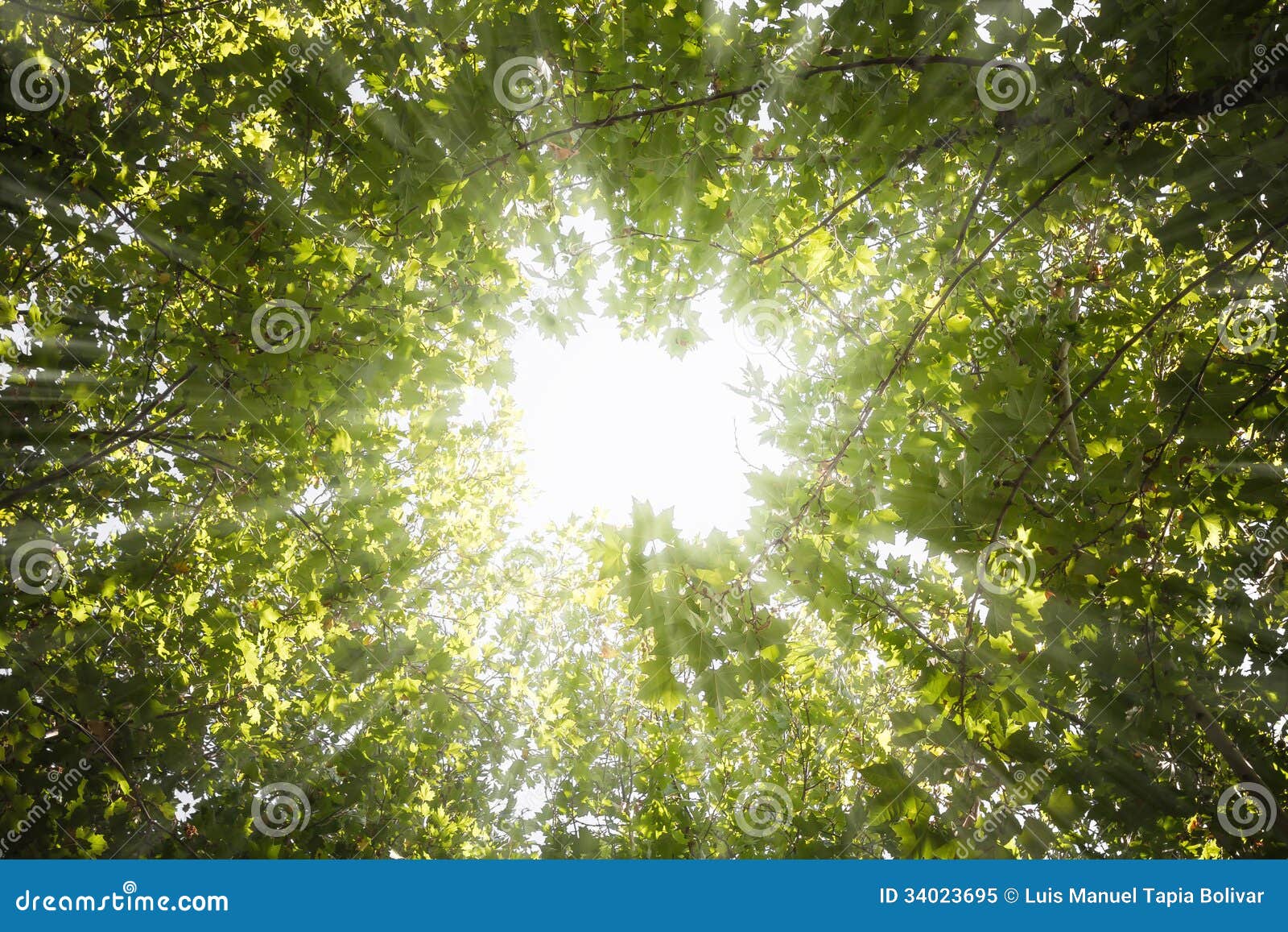 Rays of Light through the Leaves of the Trees Stock Image - Image of ...