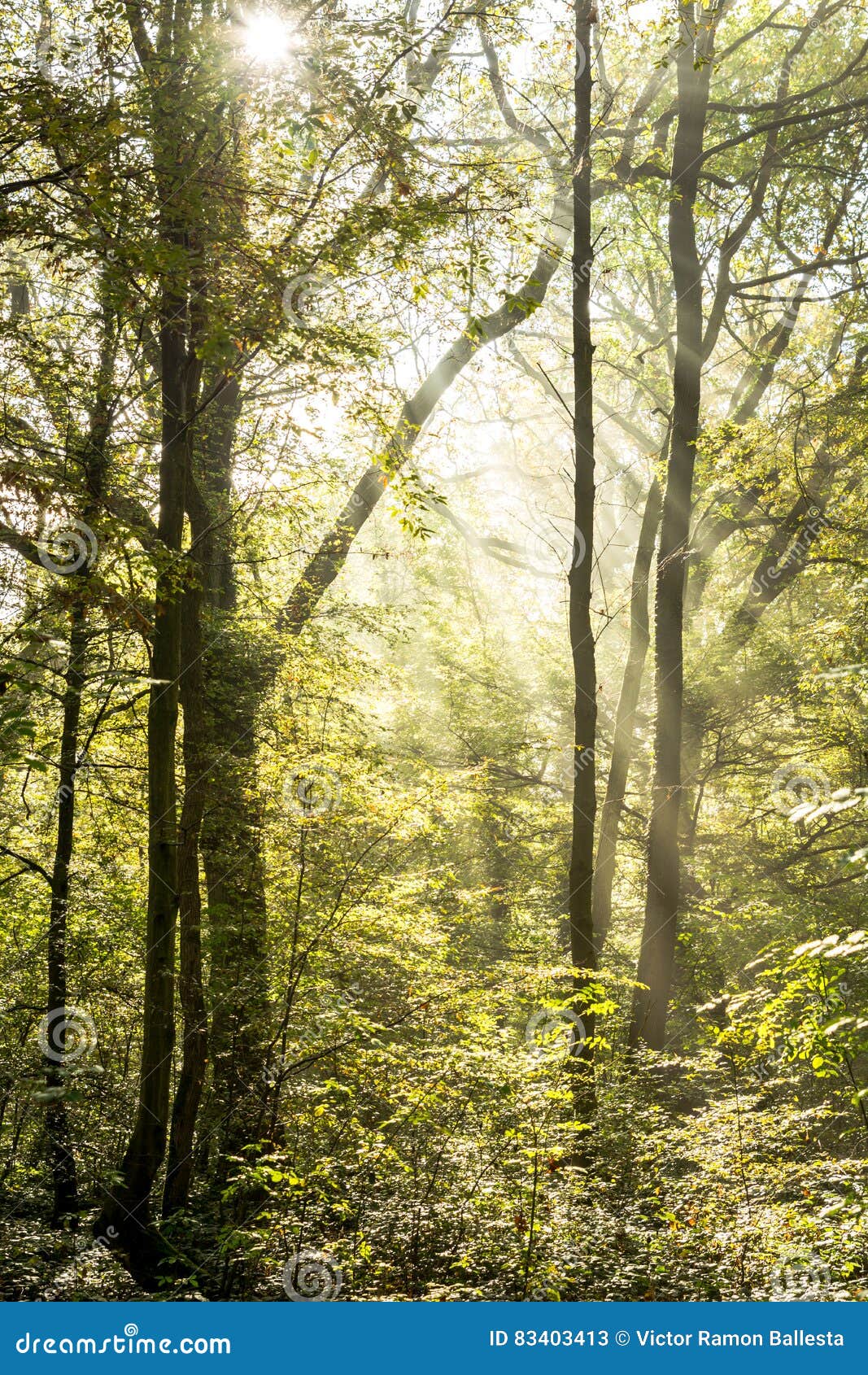 Rays of Light on a Magical Misty Forest III Stock Image - Image of ...
