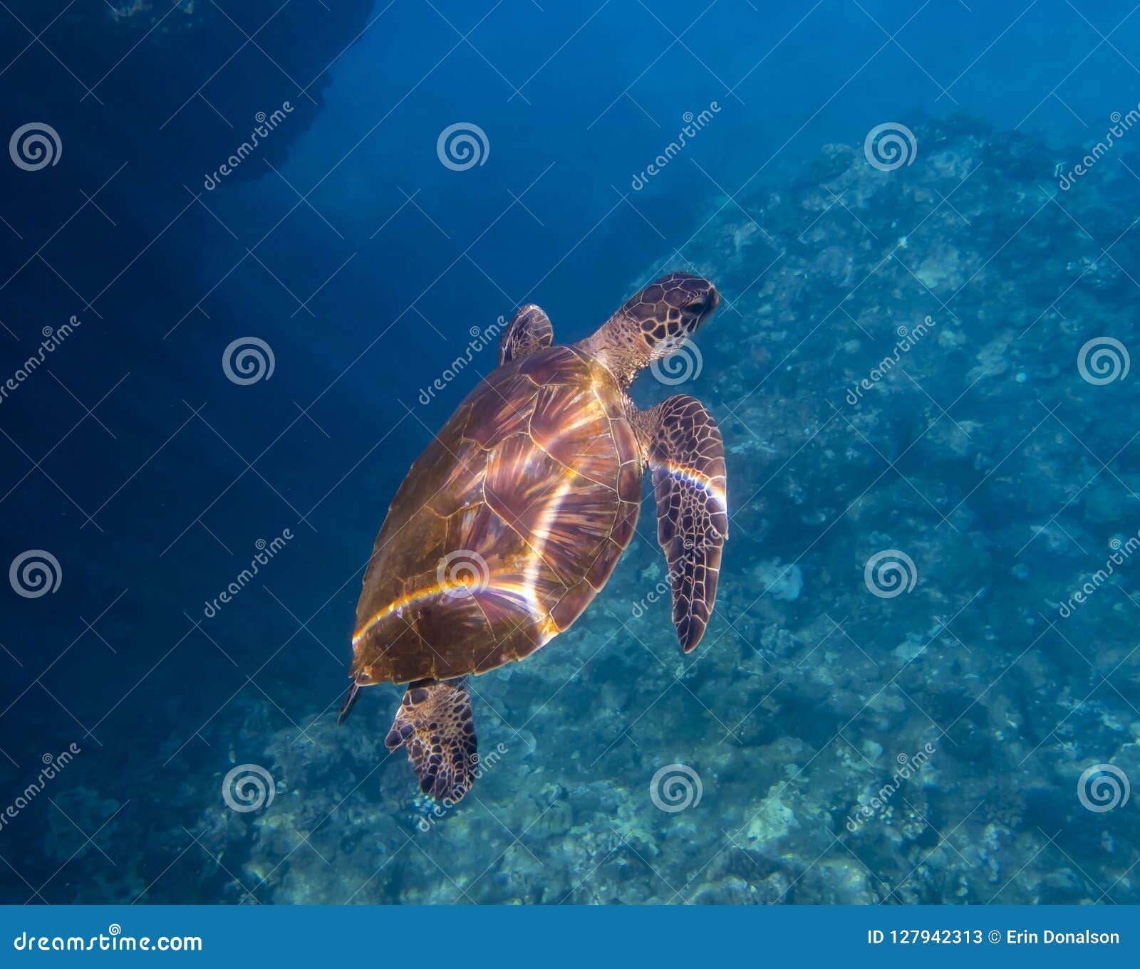 Rays of Light Make Rainbow on Sea Turtle Shell Under Water in Ocean ...
