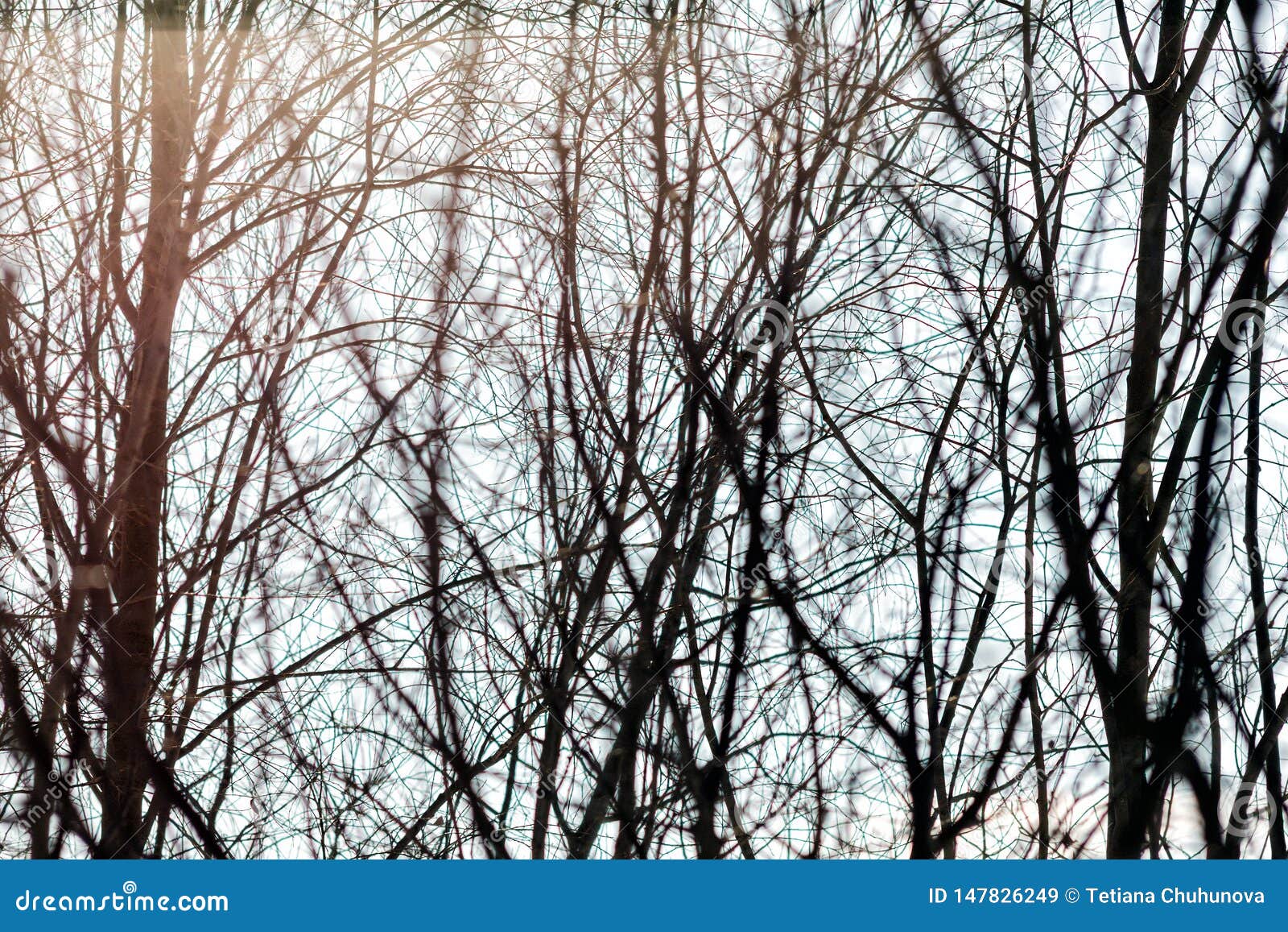 Tangled Tree Root Growing Into The Water. Stock Photo | CartoonDealer ...