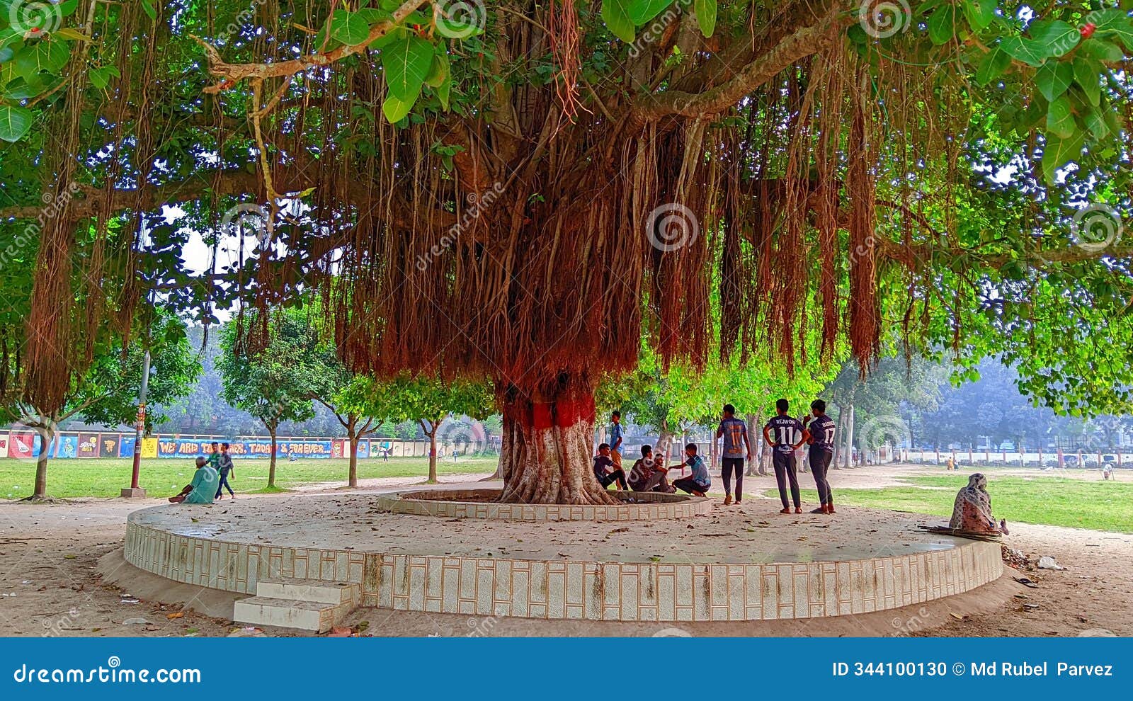 The Banyan Tree in the Field. Editorial Image - Image of flower ...