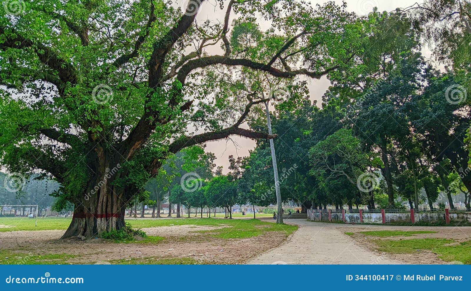 The Banyan Tree in the Field. Stock Image - Image of appendage, bark ...