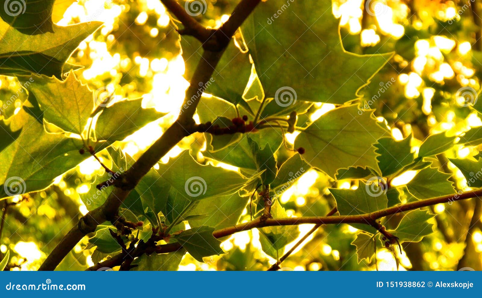 Rays of Light Shine through the Tree Stock Photo - Image of forest ...