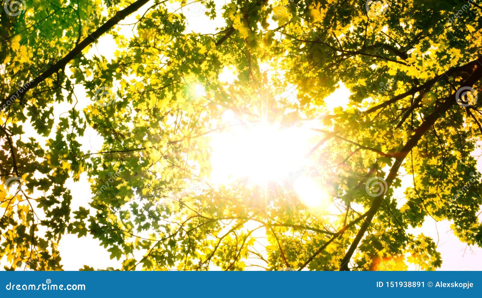 Rays of Light Shine through the Tree Stock Image - Image of summer ...