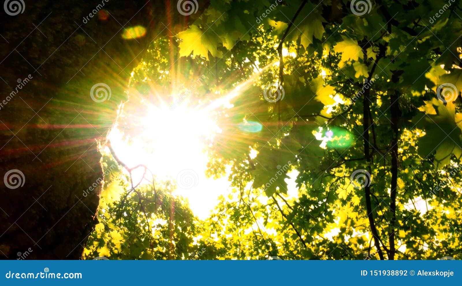 Rays of Light Shine through the Tree Stock Photo - Image of sunshine ...