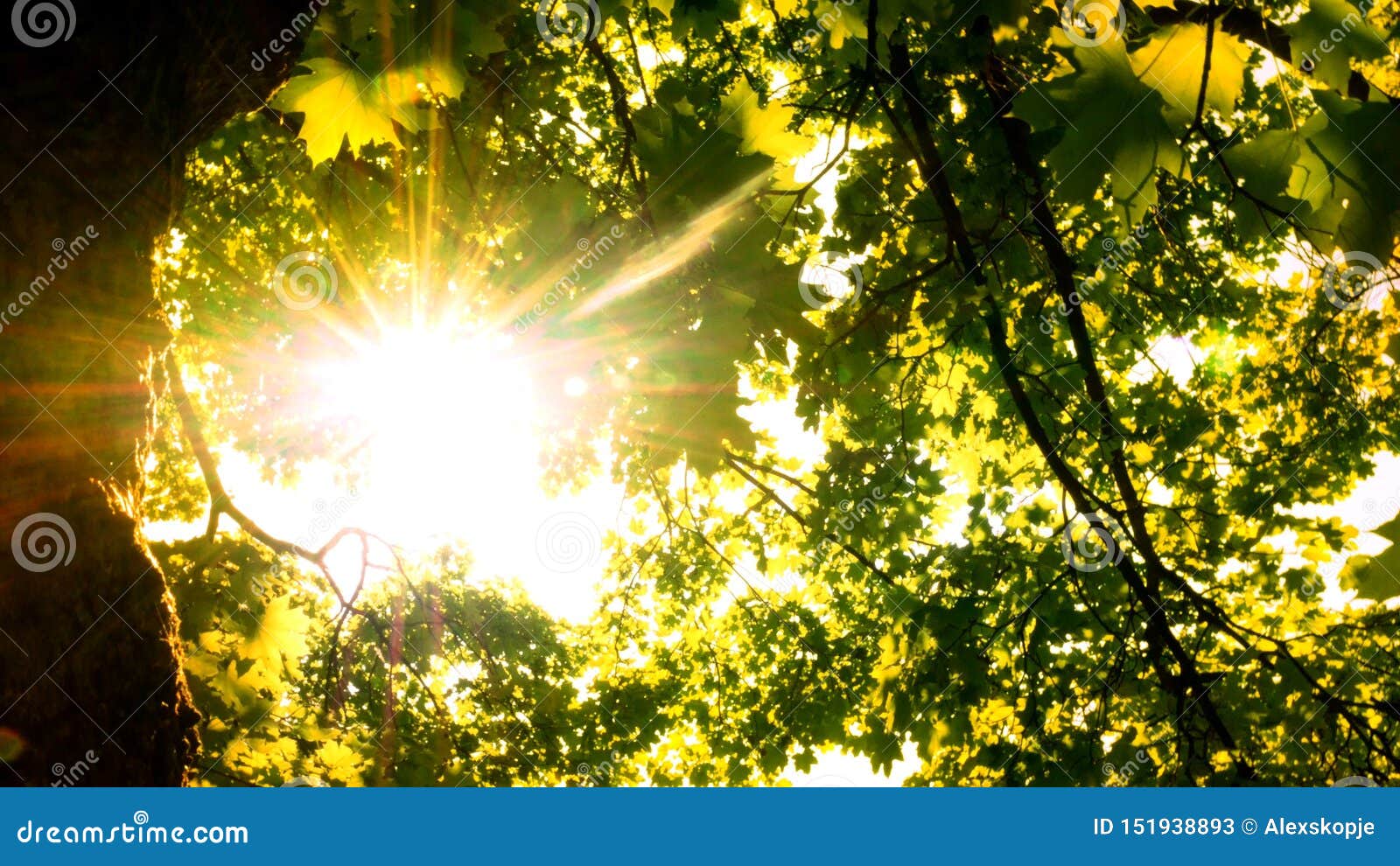 Rays of Light Shine through the Tree Stock Image - Image of forest ...