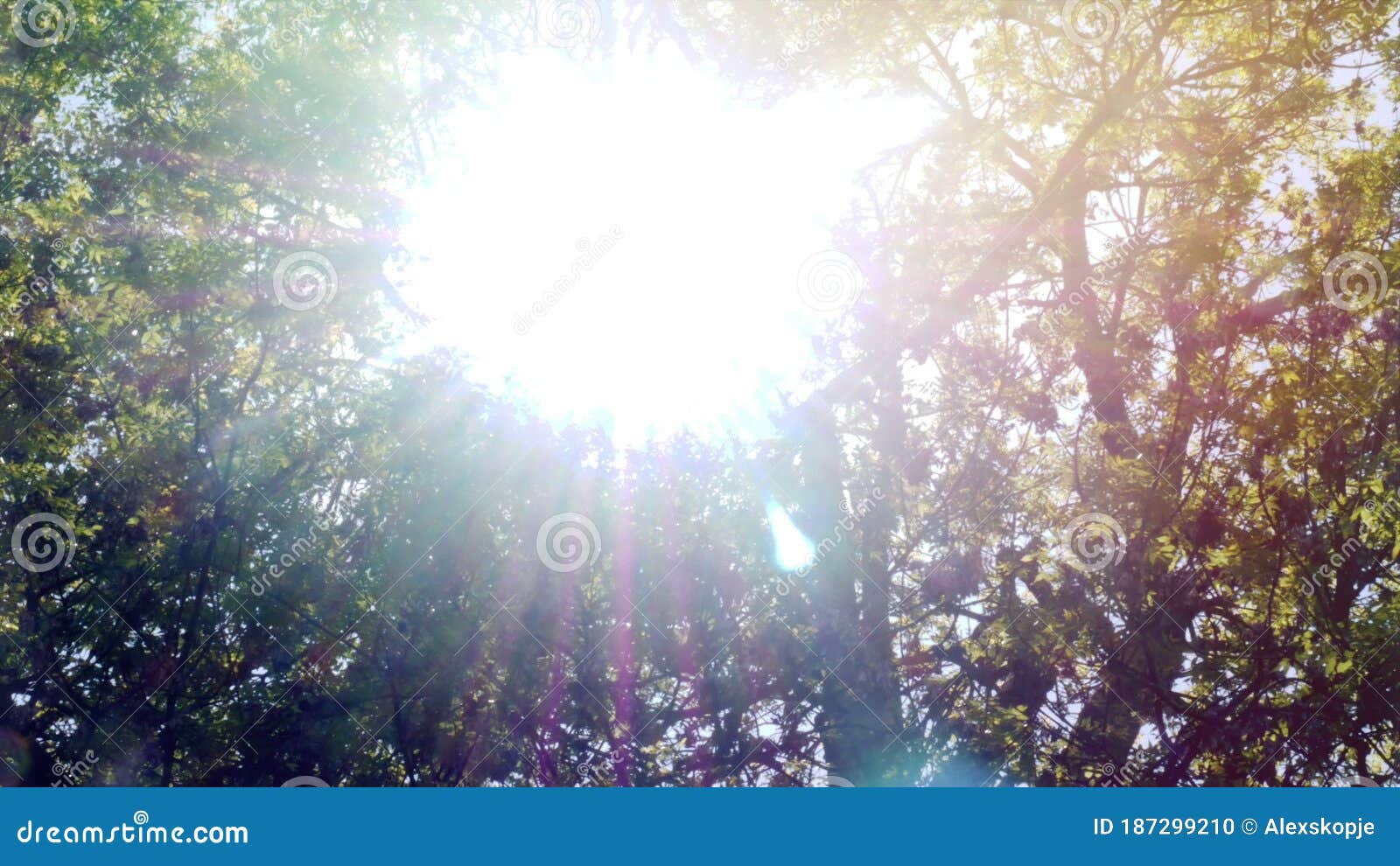 Rays of Light Shine through the Tree Stock Footage - Video of nature ...