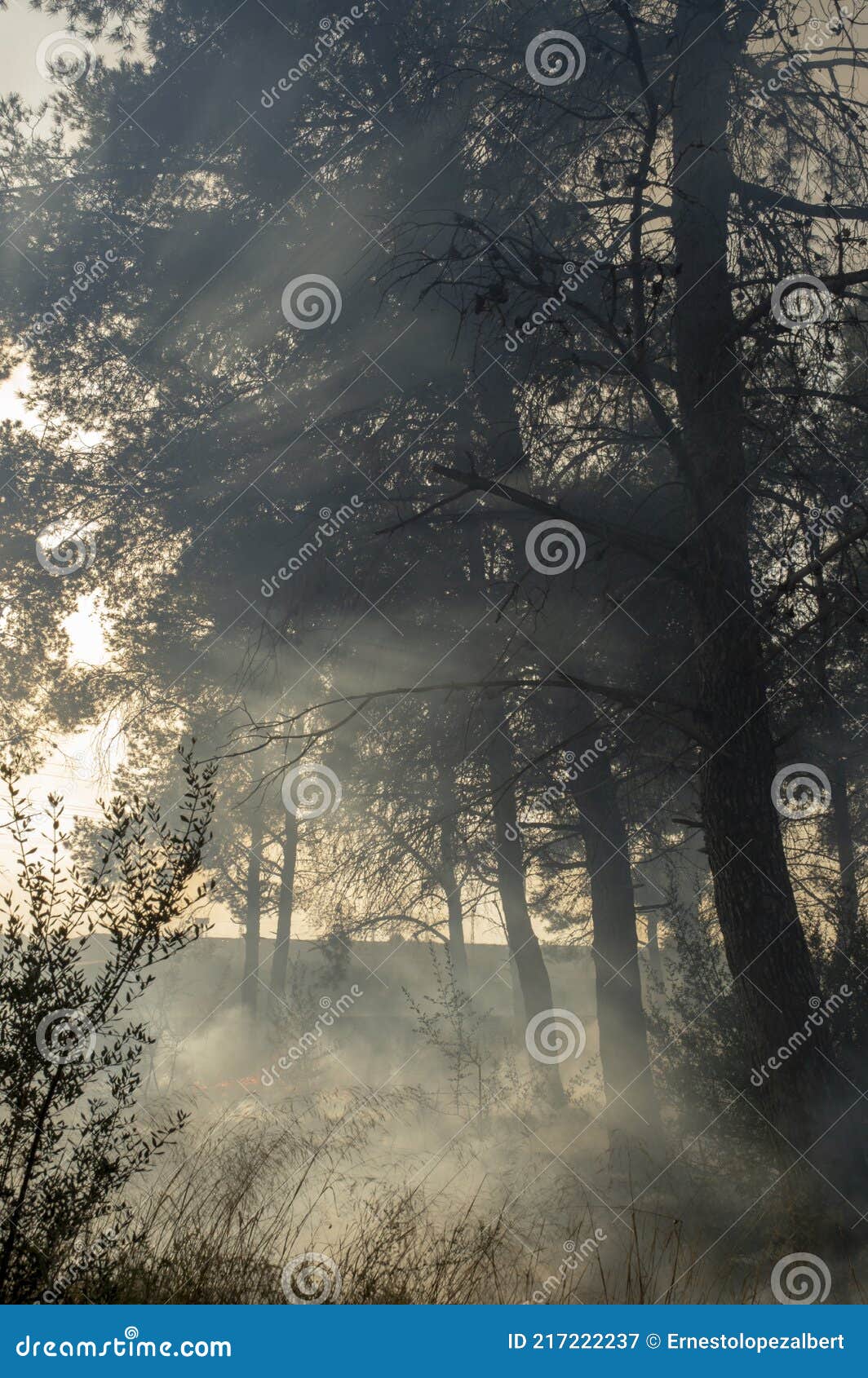 Rays of Light in the Smoke of the Fire Stock Image - Image of bayou ...
