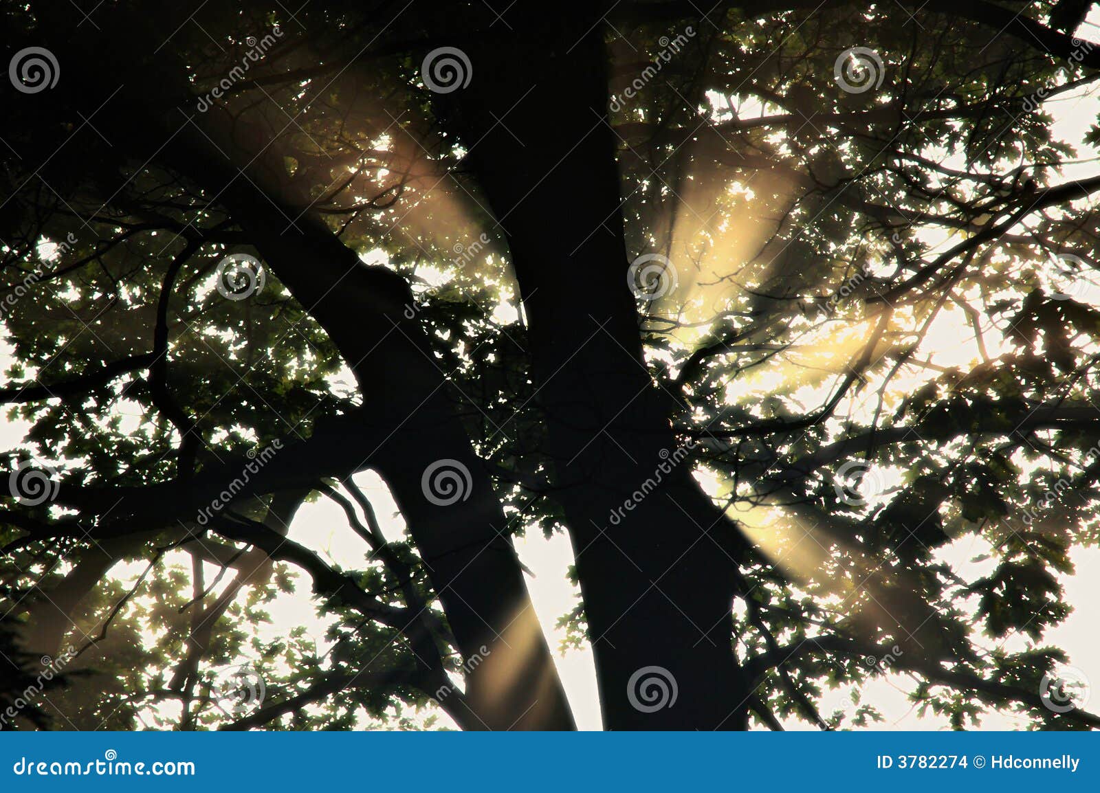 Rays of light through tree stock photo. Image of tree - 3782274