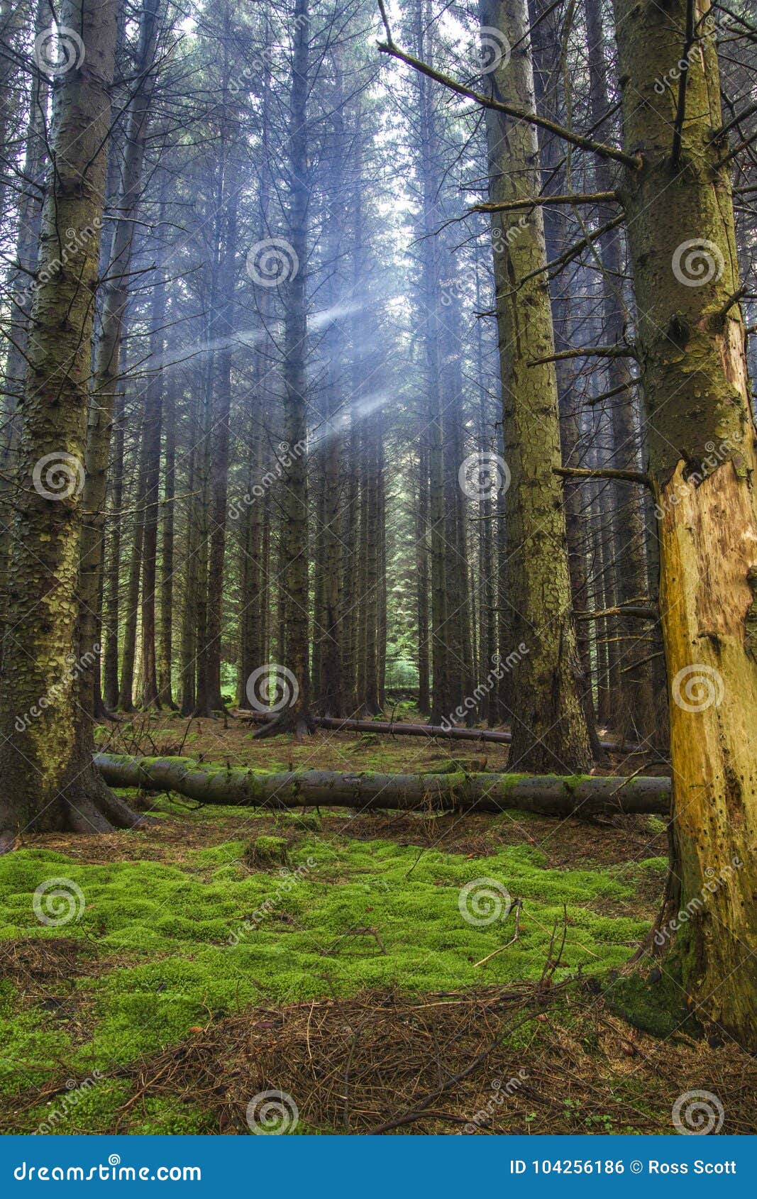 Rays of Light through the Trees Stock Photo - Image of nature, beams ...