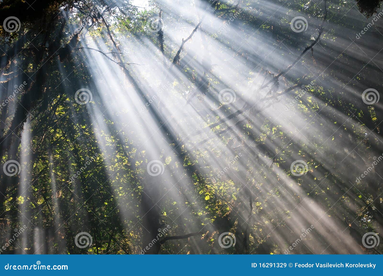Rays of light in wood. stock image. Image of smoke, stream - 16291329