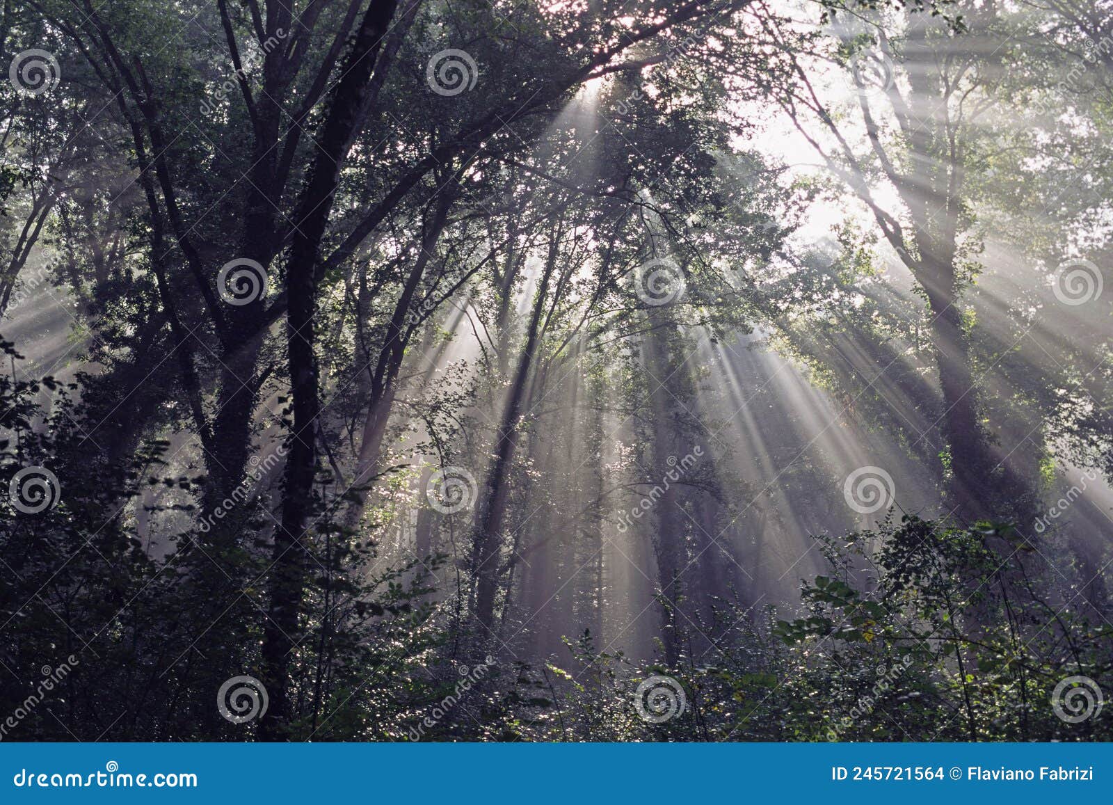 Rays of light in a wood stock photo. Image of latium - 245721564