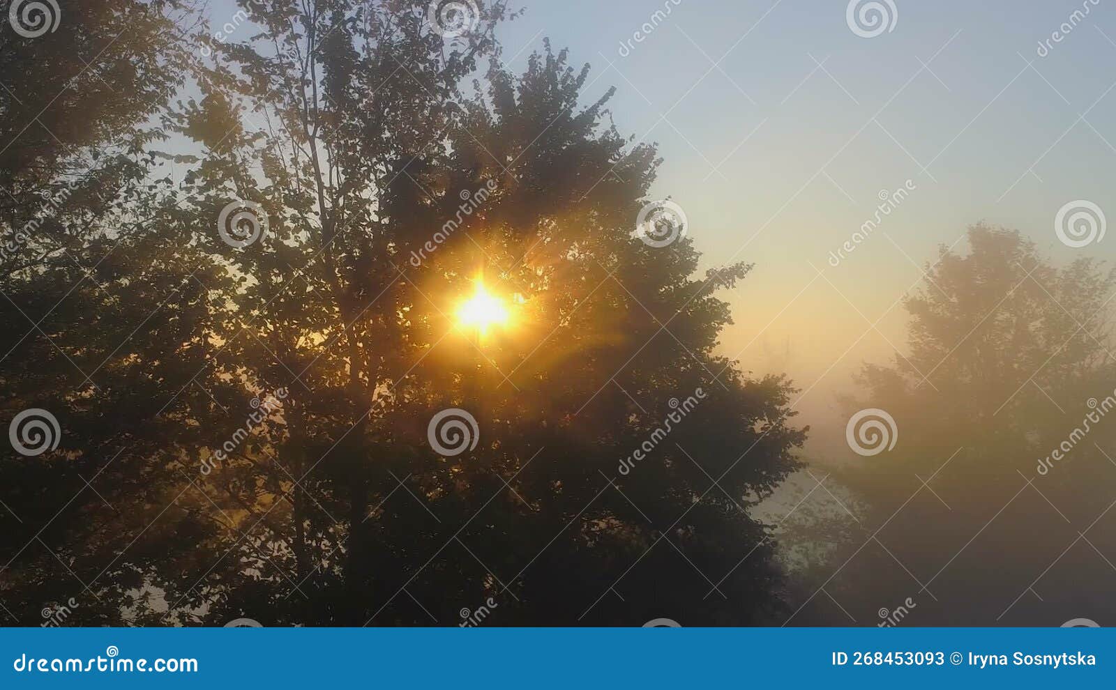 Rays of Morning Sun Break through Misty Tree Branches. Sunrise on the ...