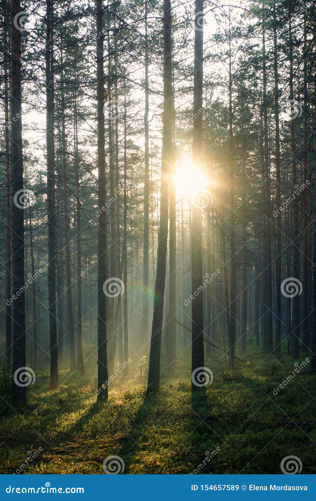 The Rays of the Morning Sun Pass through the Pine Forest in the Early ...