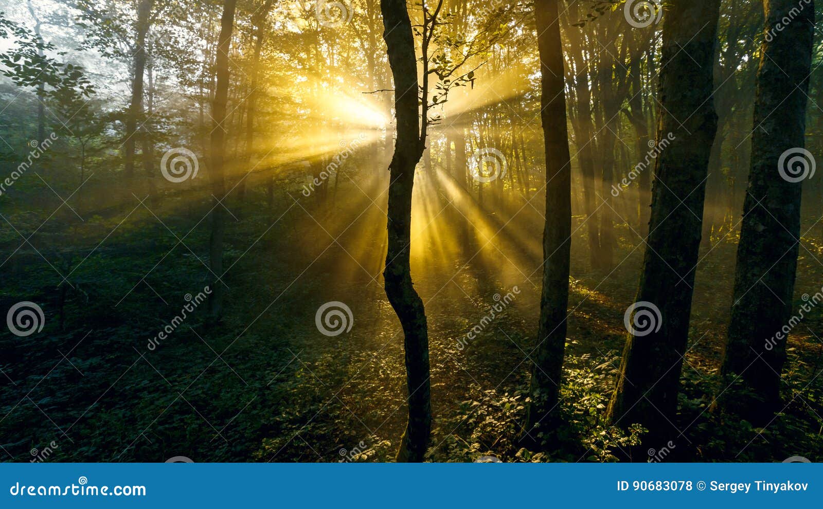 The Rays of the Morning Sun Seep through the Trees and Fog Stock Photo ...