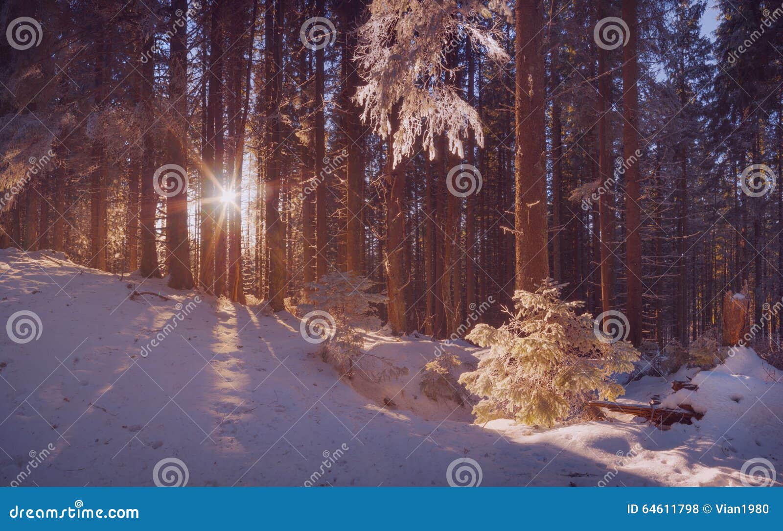 Rays of Raising Sun between a Trees Stock Photo - Image of horizon ...