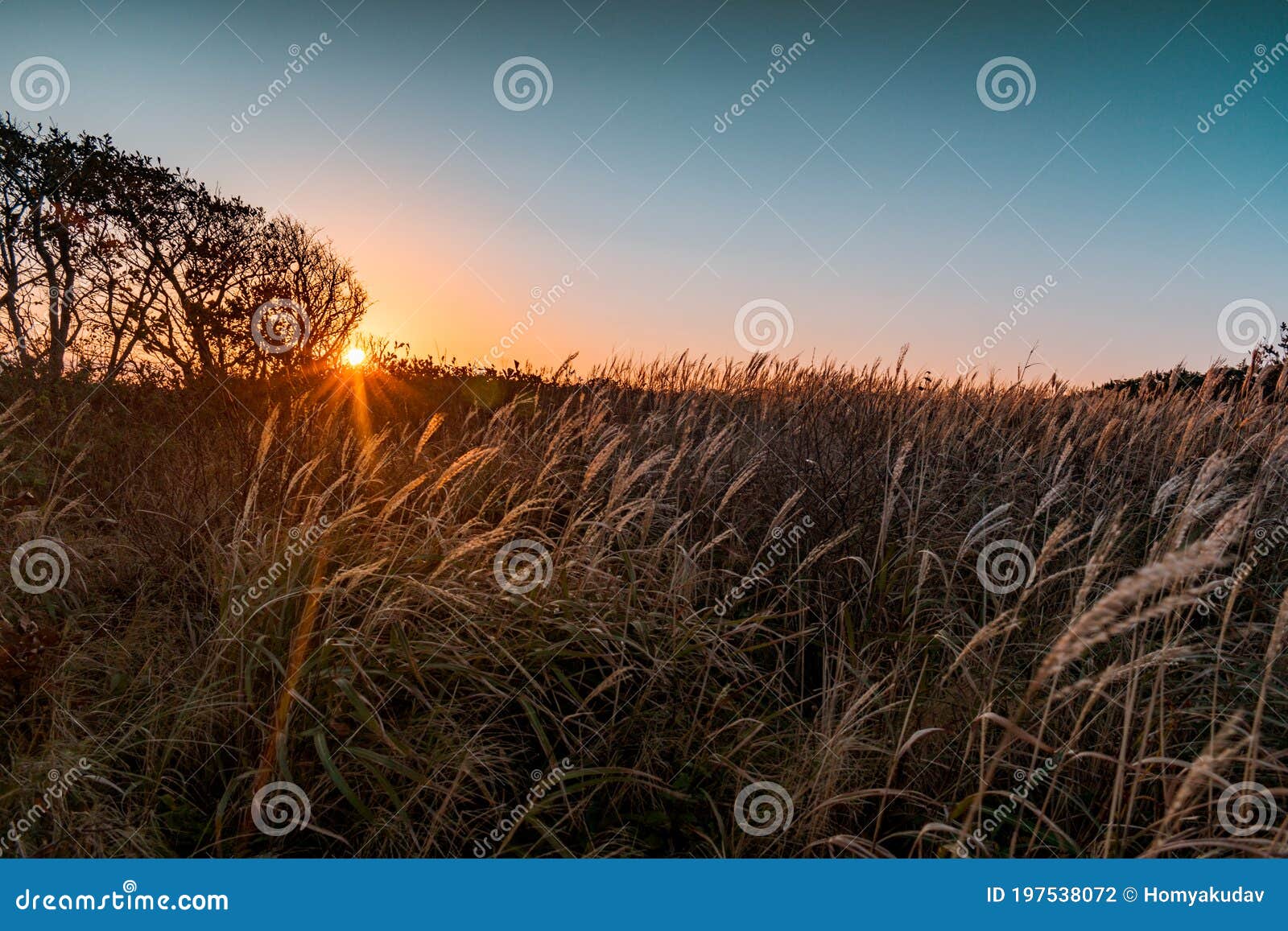The Rays of the Rising Sun Illuminate a Field Stock Photo - Image of ...