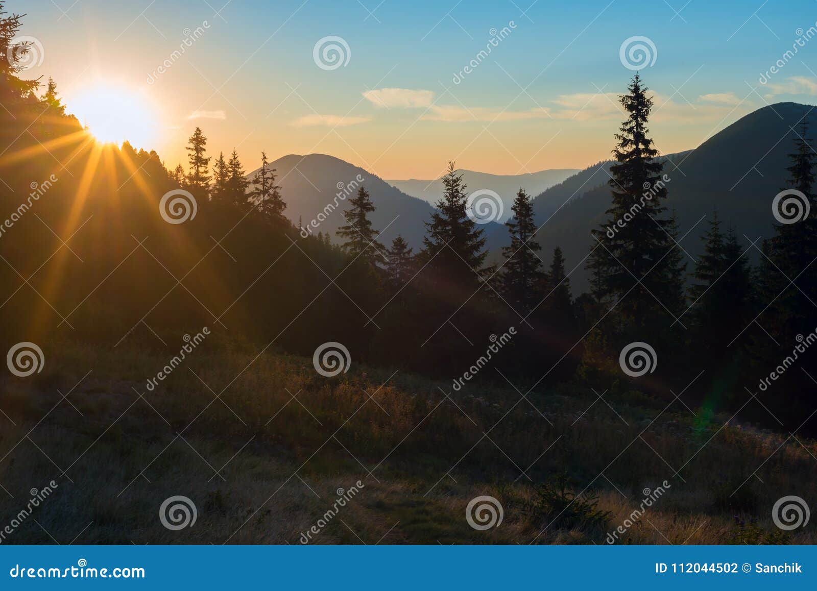Rays of Setting Sun Illuminate Huge Pine Trees Stock Photo - Image of ...