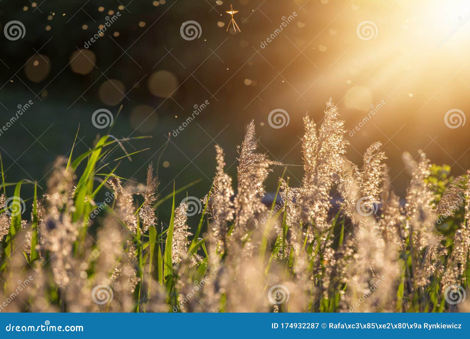 1,753 Setting Sun Over Field Stock Photos - Free & Royalty-Free Stock ...