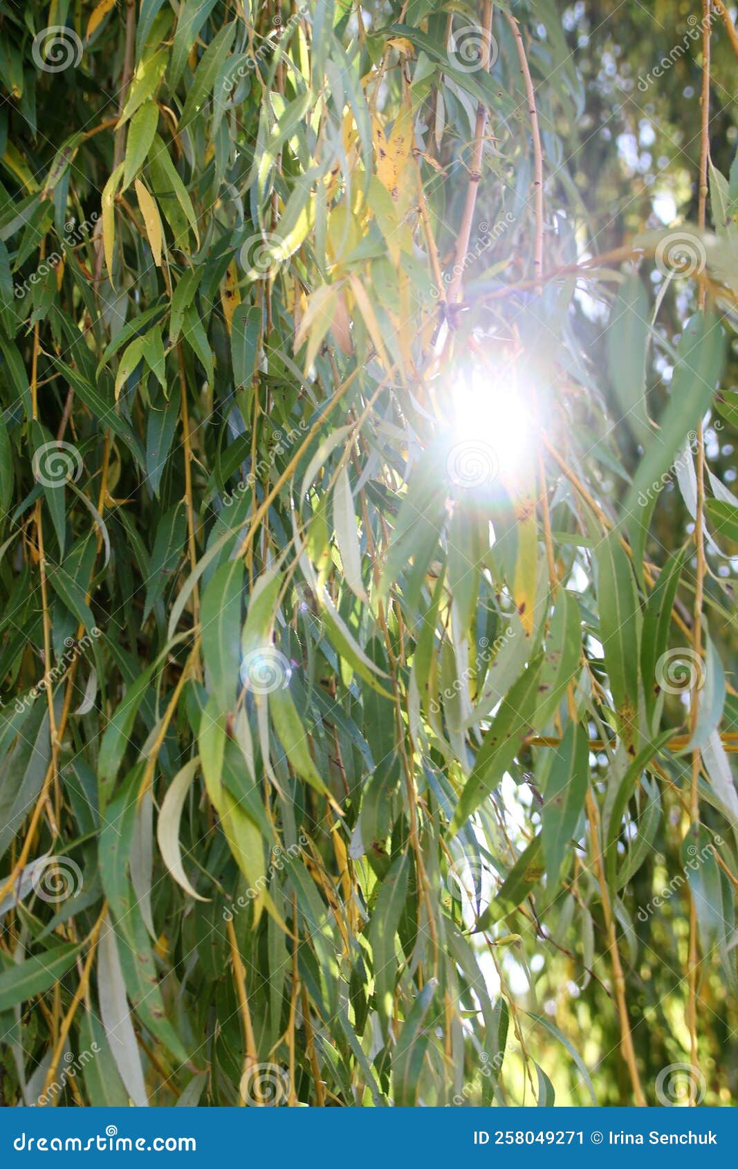 The Branches of the Autumn Willow Stock Image - Image of landscape ...