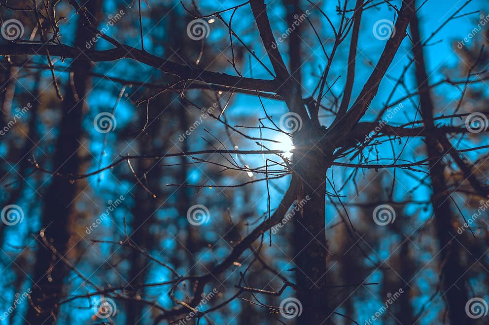 The Rays of the Sun Break through the Branches of a Tree in the Forest ...