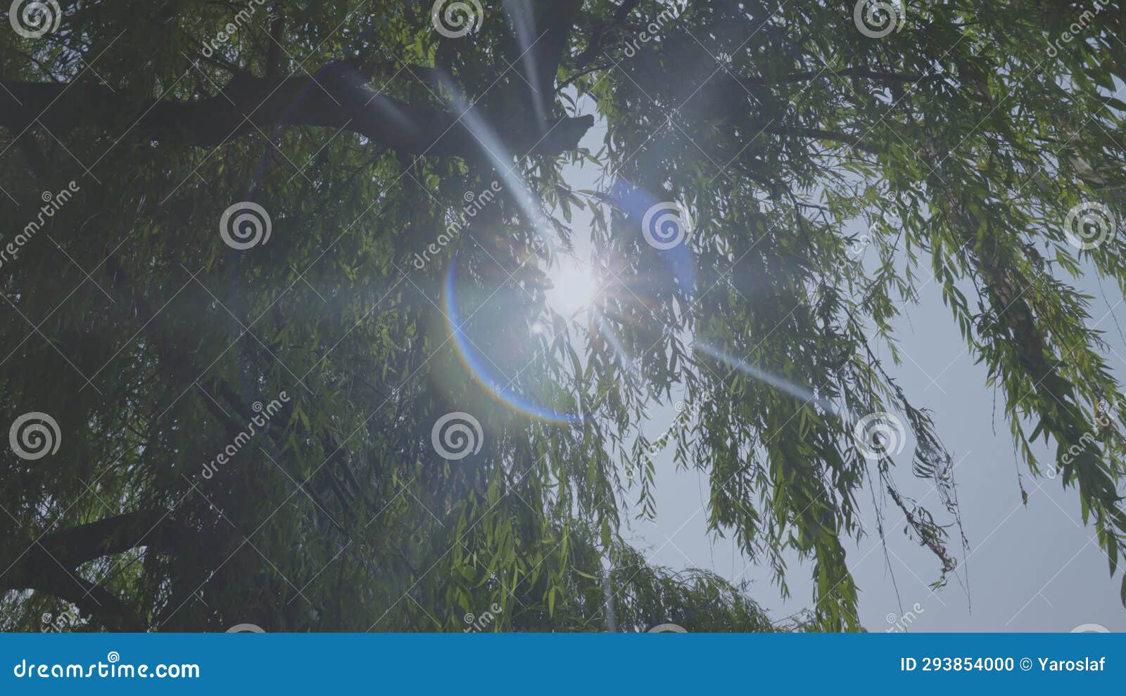 Rays of Sun Break through Branches of Weeping Willow Tree Stock Footage ...