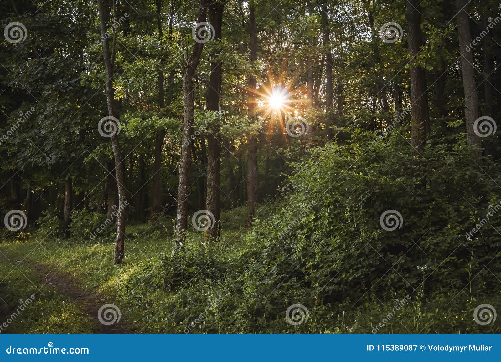 Rays of the Sun Break through Trees in the Forest. Good Summer Stock ...